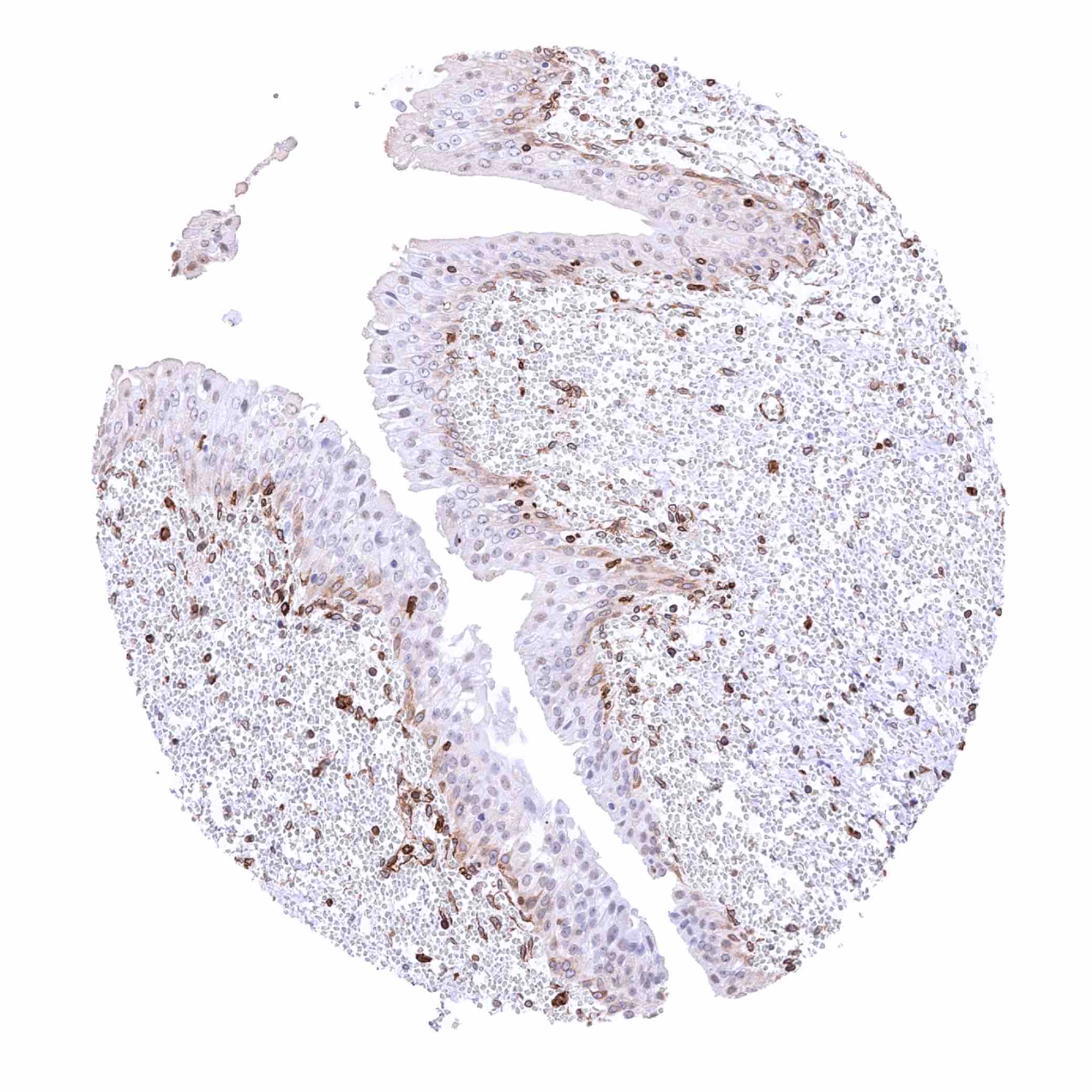 Normal Tissue Gallery STING1 - MS Validated Antibodies