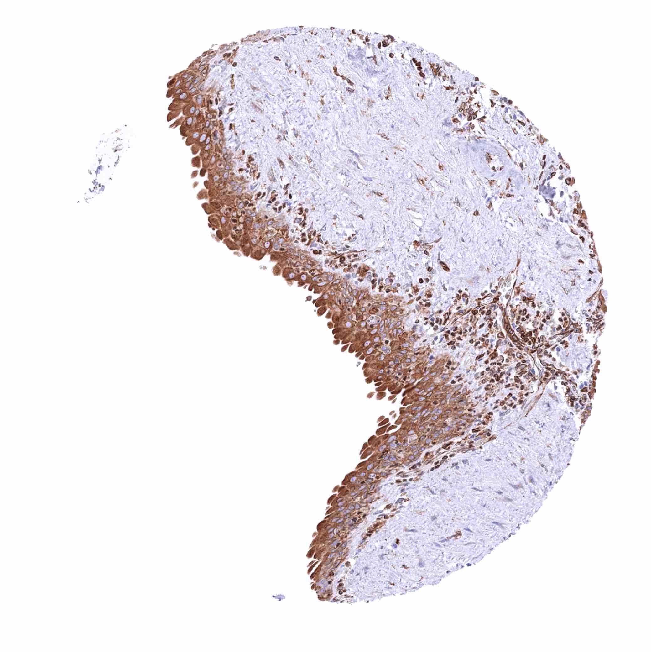 Normal Tissue Gallery STING1 - MS Validated Antibodies