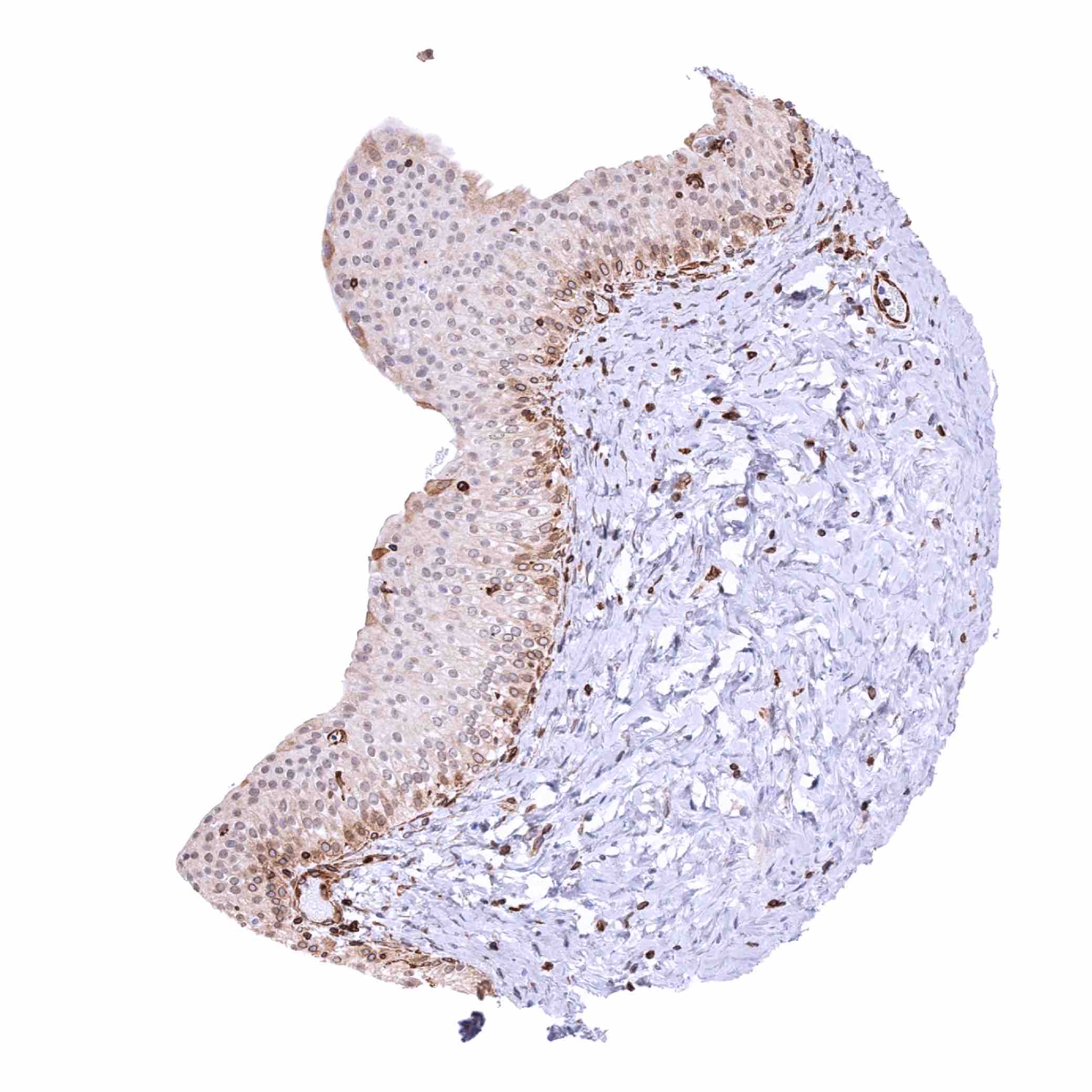 Normal Tissue Gallery STING1 - MS Validated Antibodies