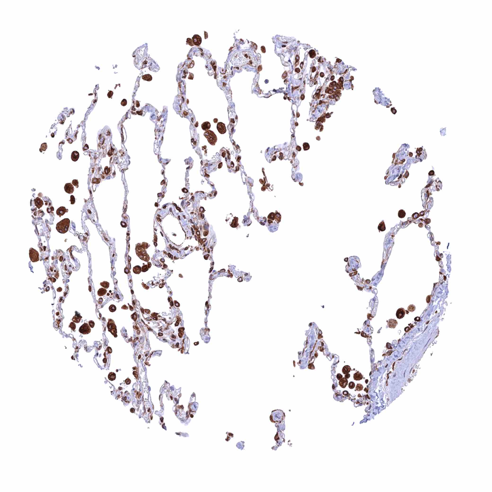 STING (MSVA-515M) - MS Validated Antibodies