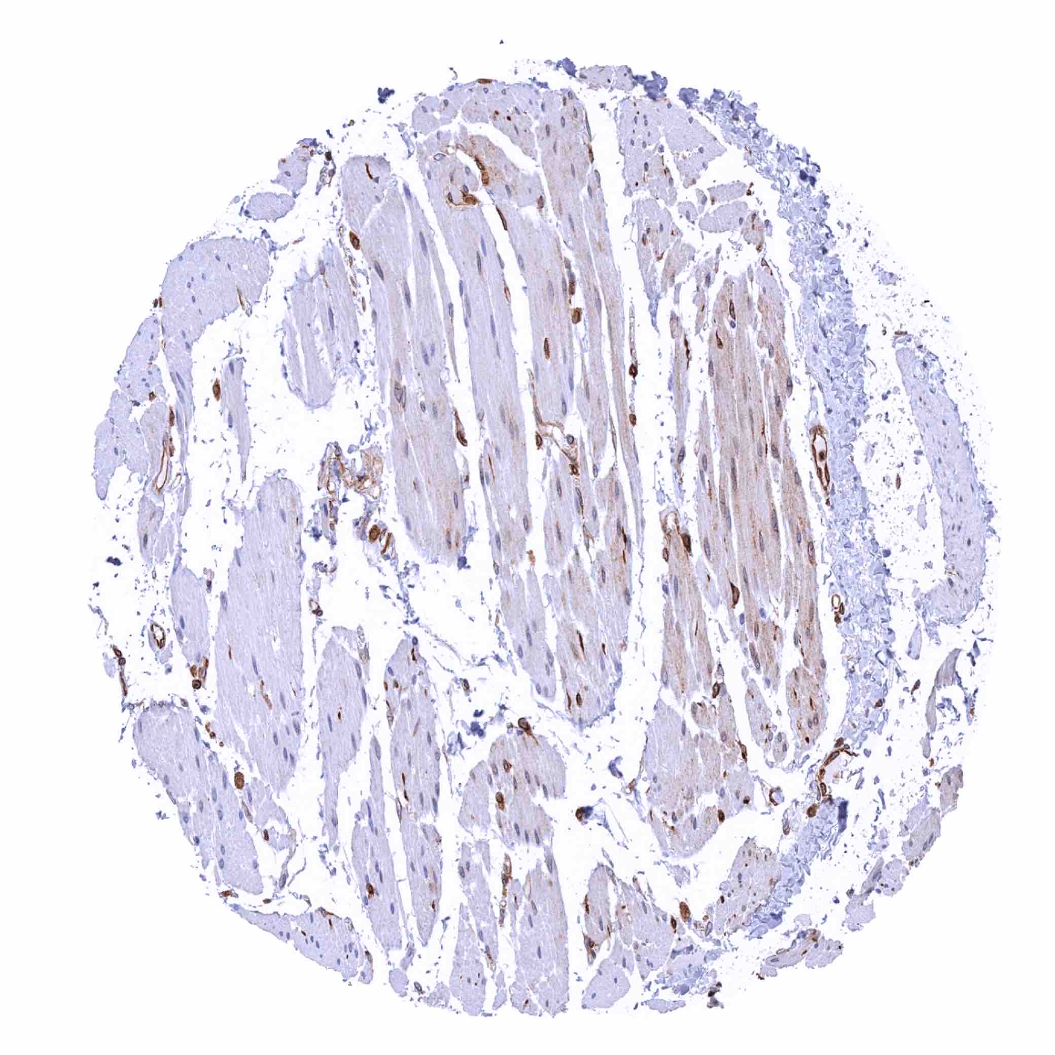 STING (MSVA-515M) - MS Validated Antibodies