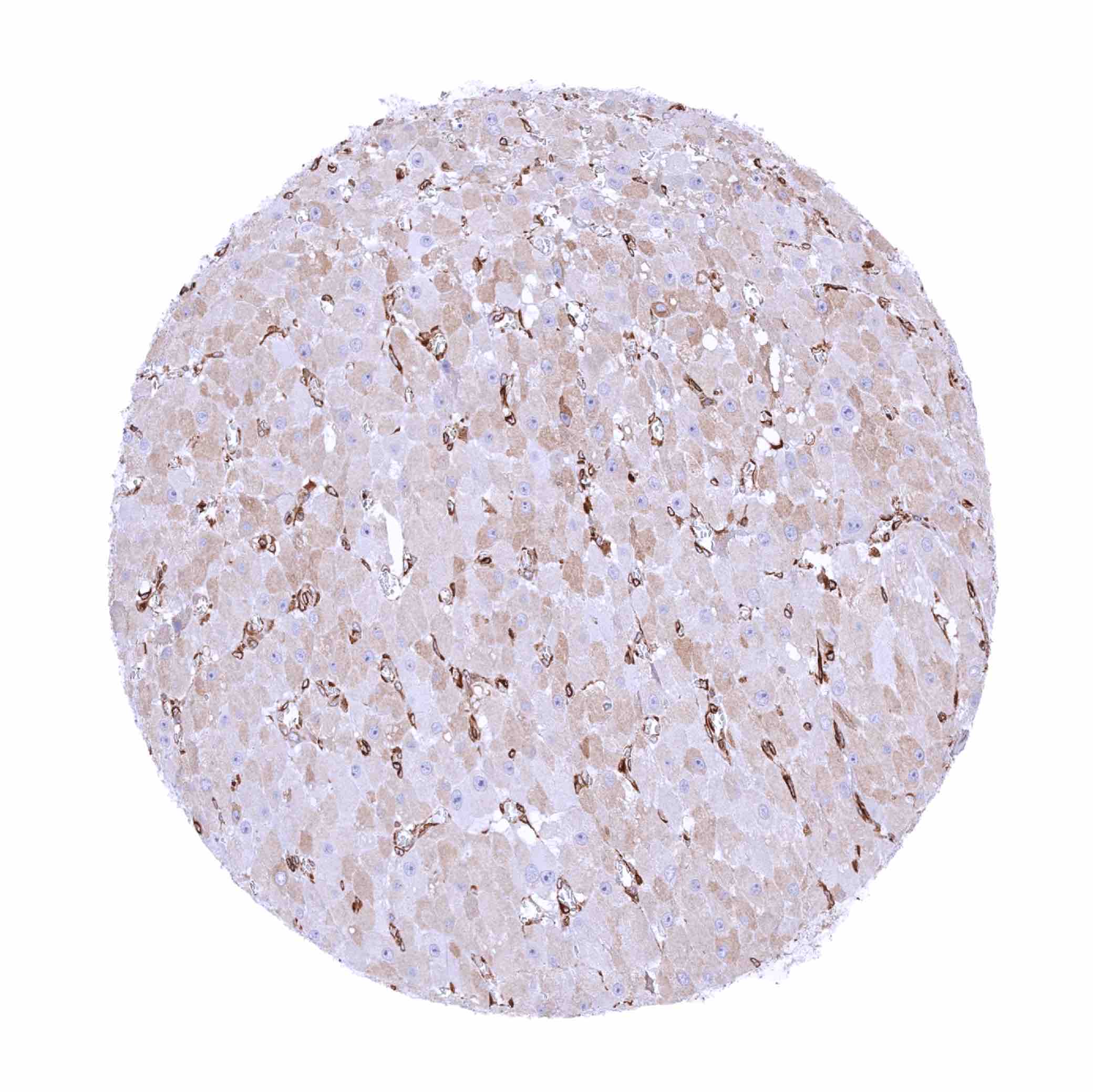 Normal Tissue Gallery STING1 - MS Validated Antibodies