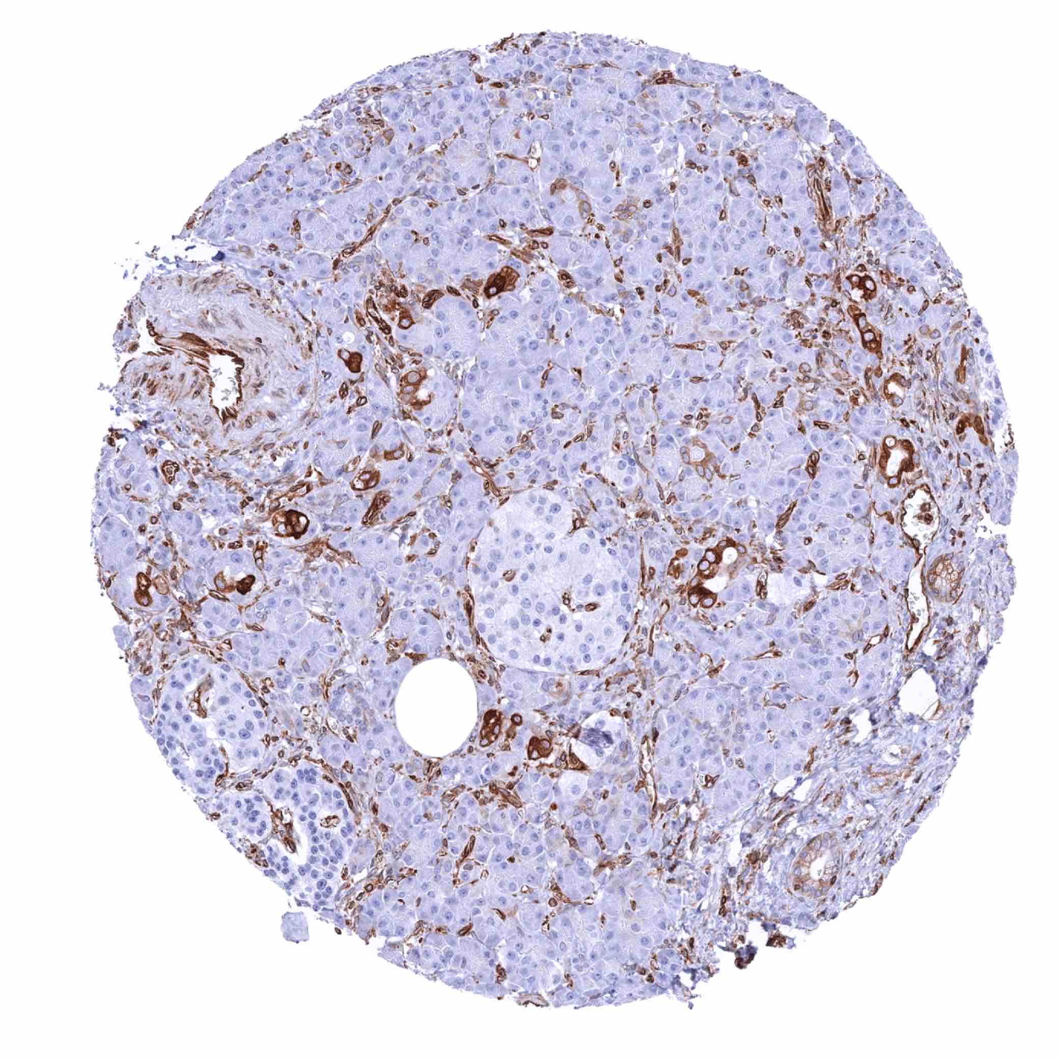 Normal Tissue Gallery STING1 - MS Validated Antibodies