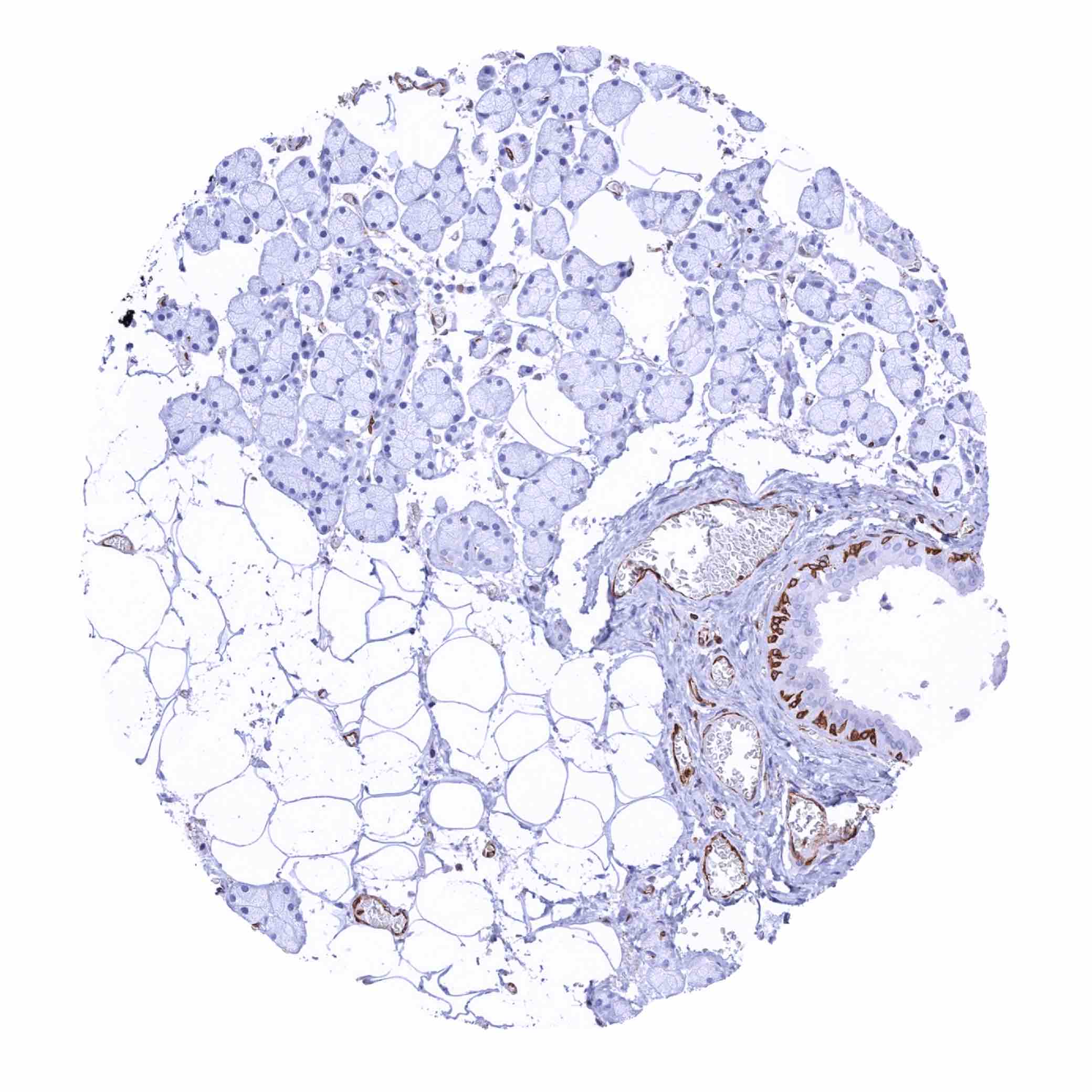 Normal Tissue Gallery STING1 - MS Validated Antibodies
