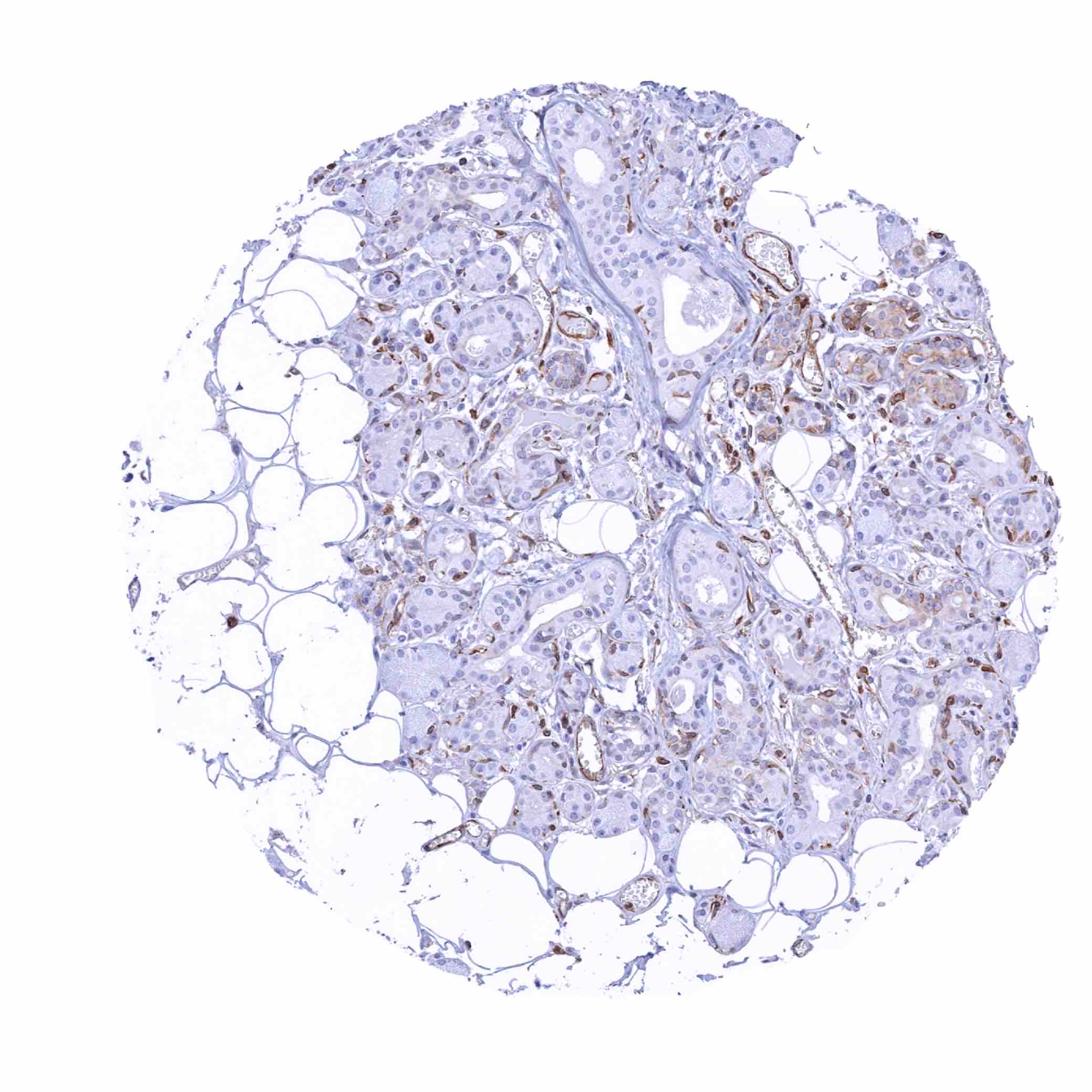 Normal Tissue Gallery STING1 - MS Validated Antibodies