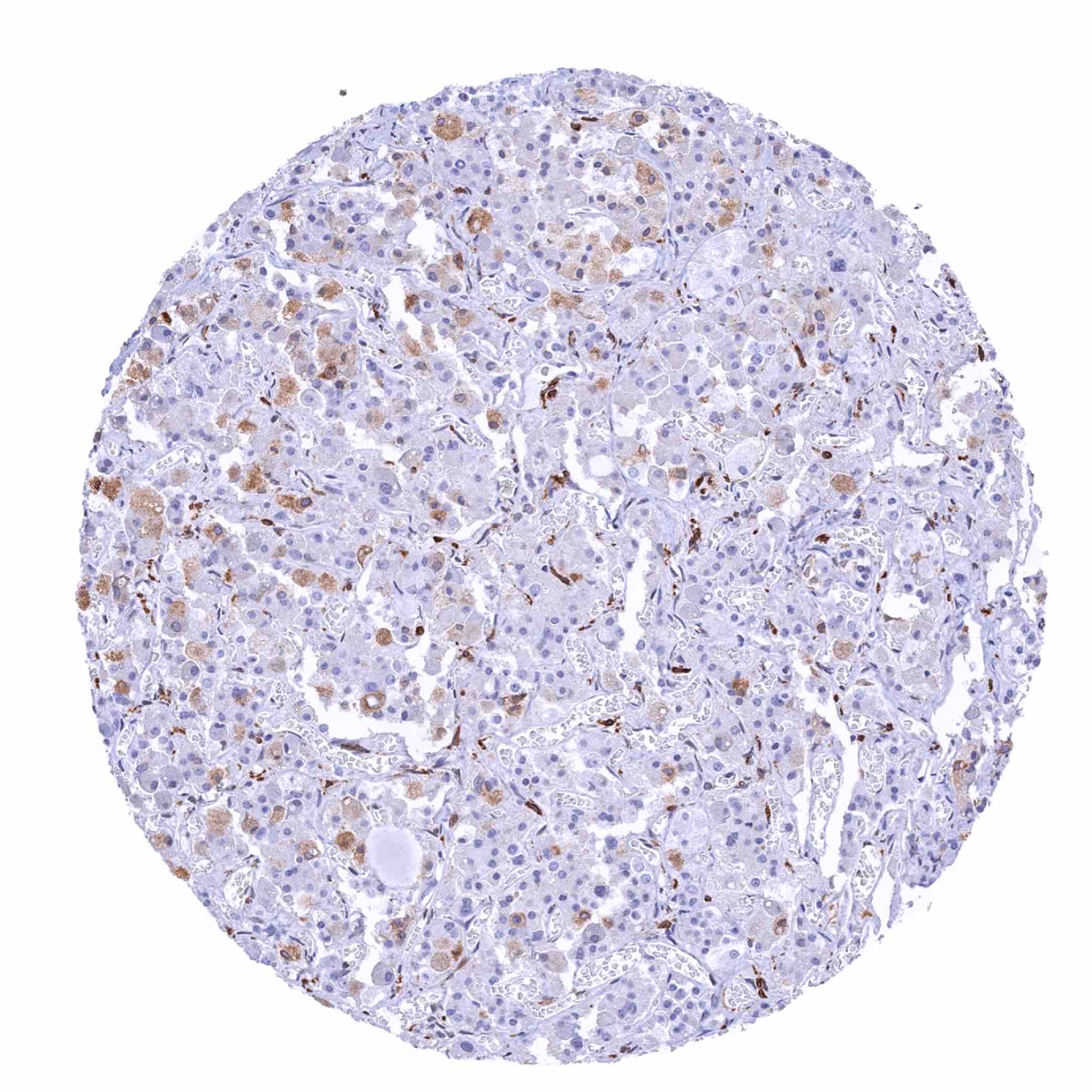 Normal Tissue Gallery STING1 - MS Validated Antibodies