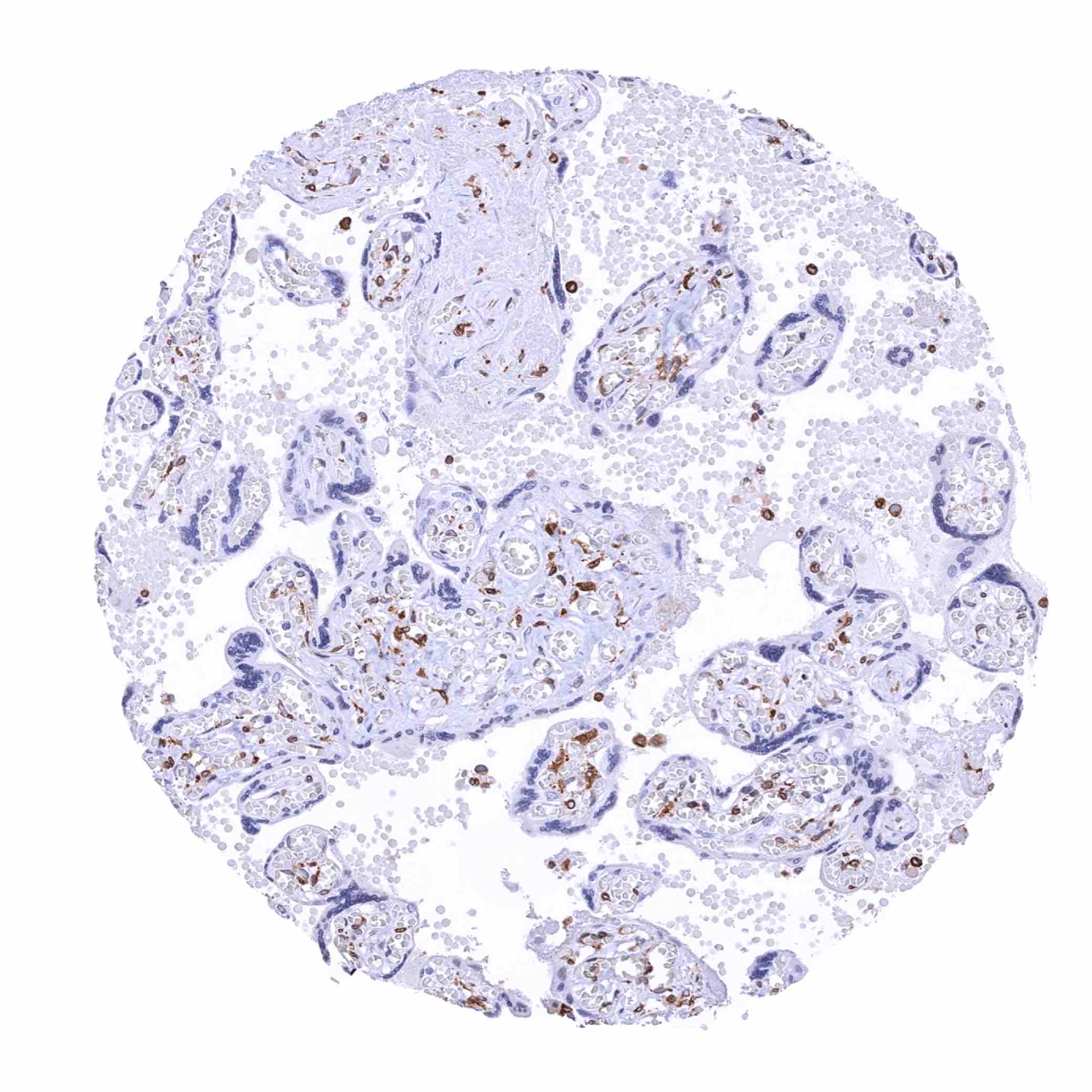 Normal Tissue Gallery STING1 - MS Validated Antibodies