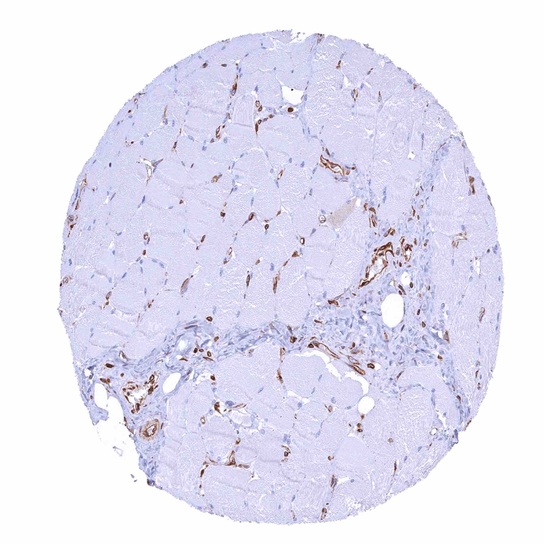 Normal Tissue Gallery STING1 - MS Validated Antibodies
