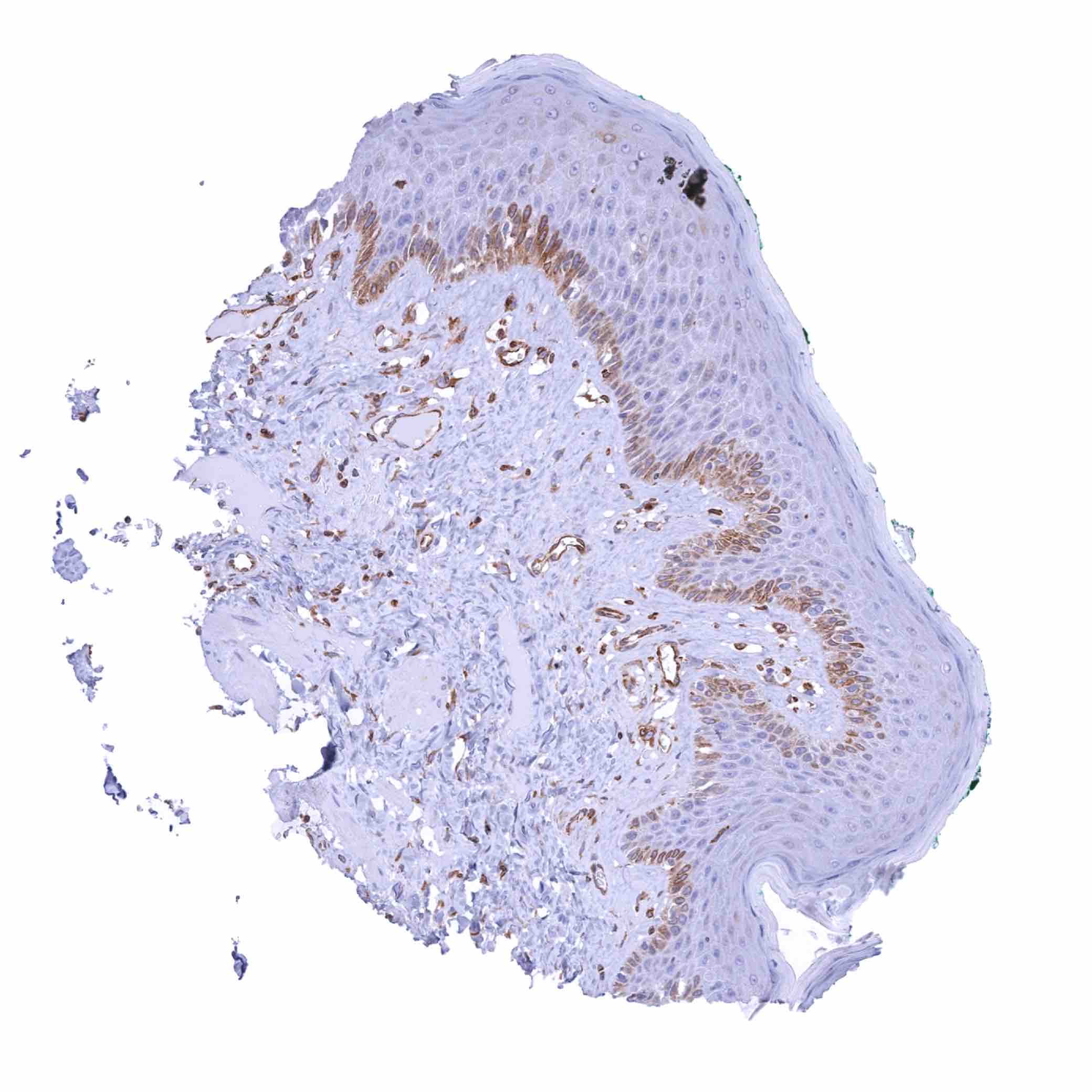 Normal Tissue Gallery STING1 - MS Validated Antibodies