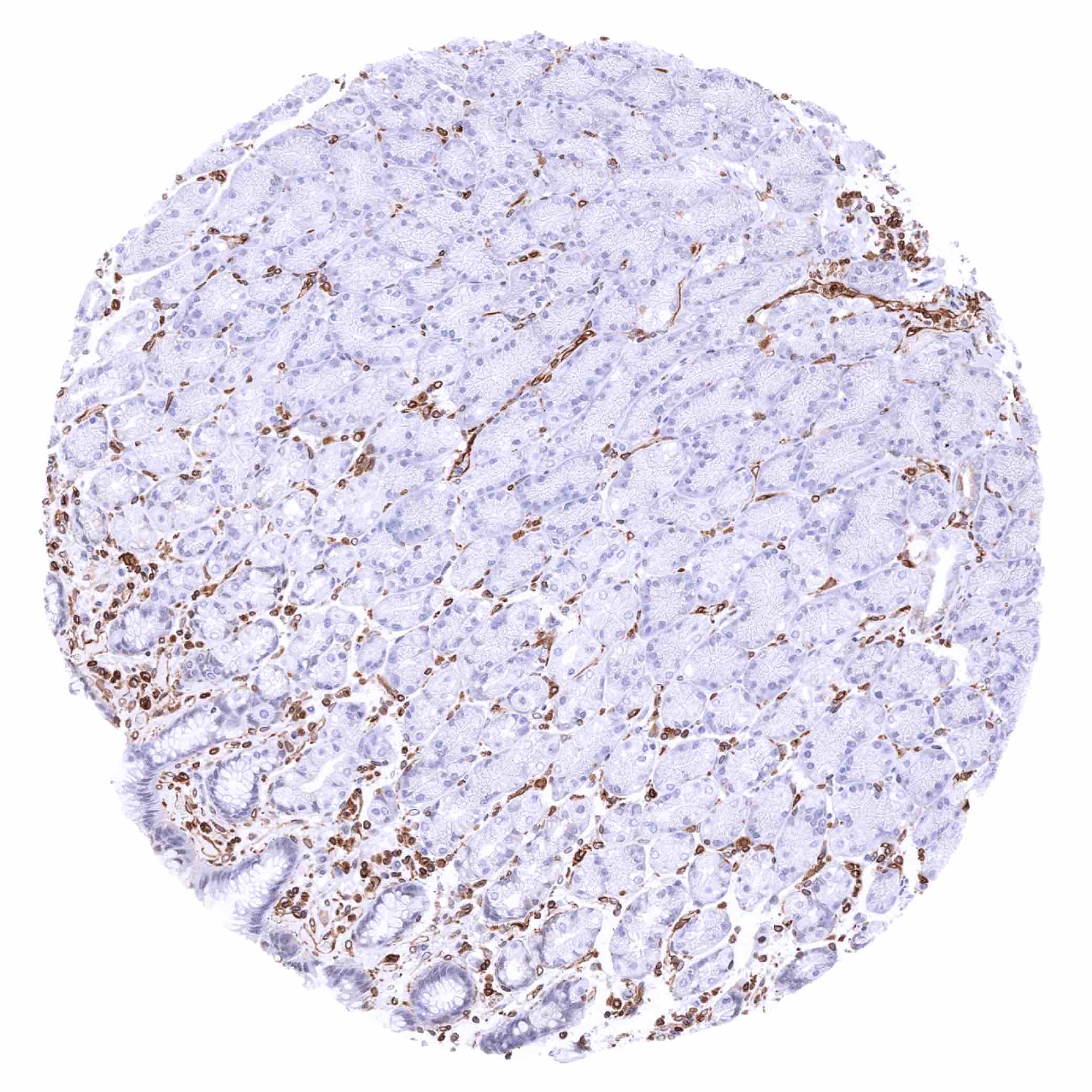 Normal Tissue Gallery STING1 - MS Validated Antibodies