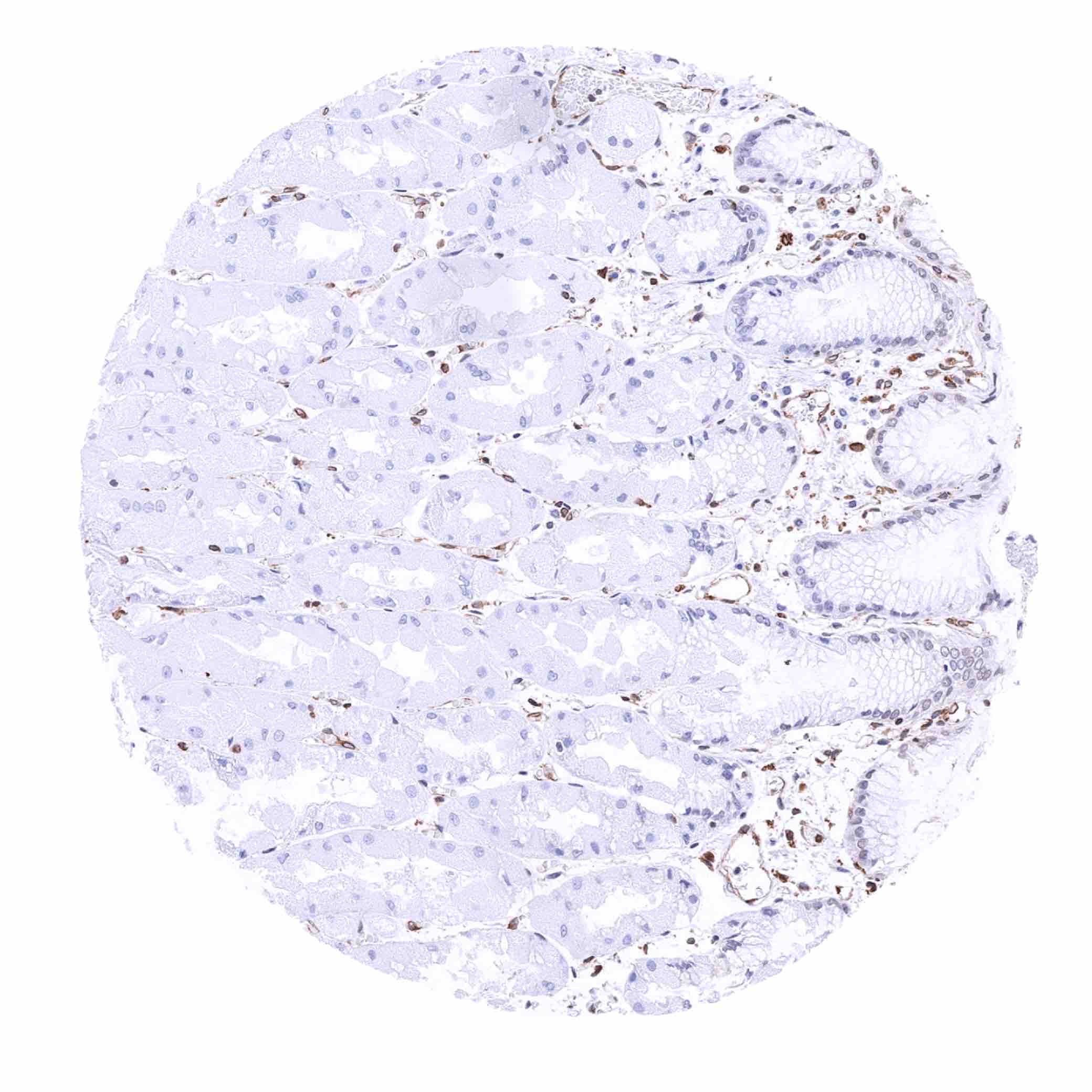 Normal Tissue Gallery STING1 - MS Validated Antibodies