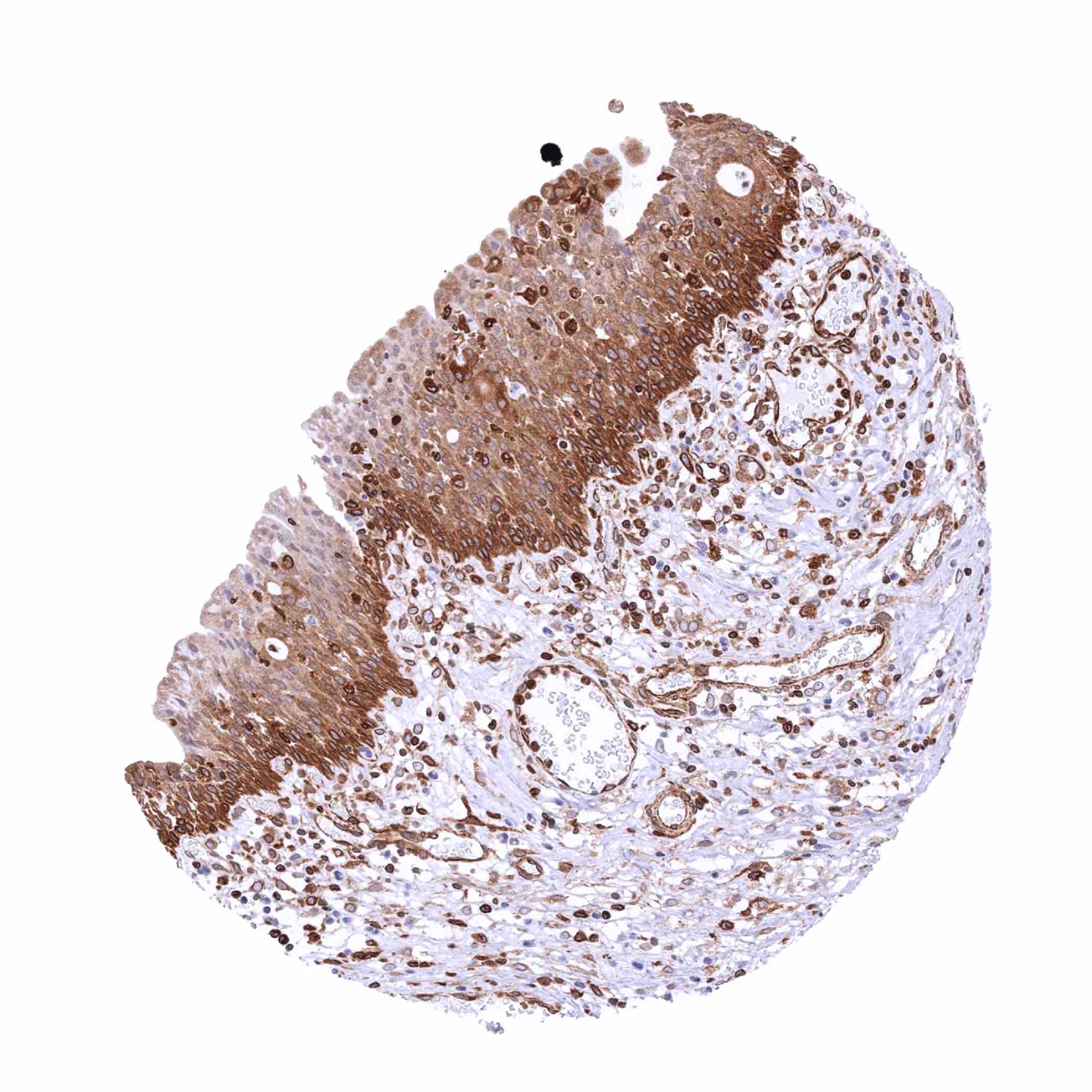 Normal Tissue Gallery STING1 - MS Validated Antibodies