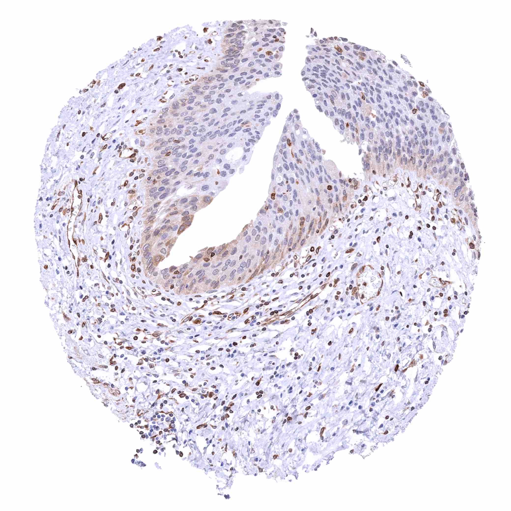 Normal Tissue Gallery STING1 - MS Validated Antibodies
