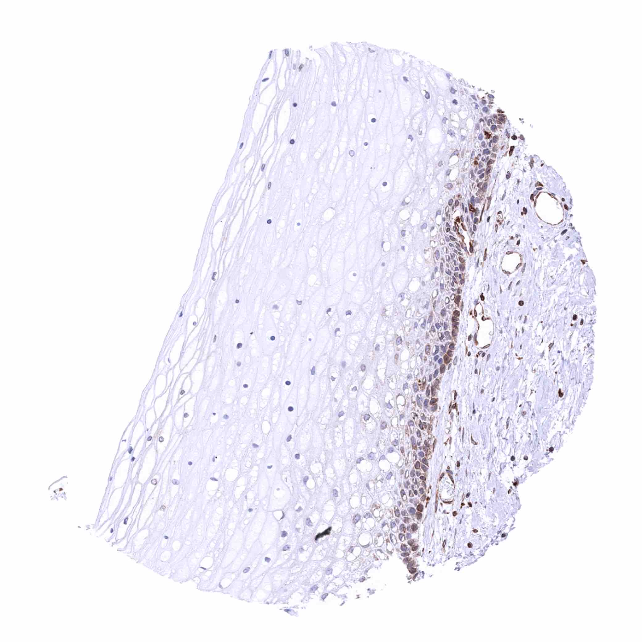 Normal Tissue Gallery STING1 - MS Validated Antibodies