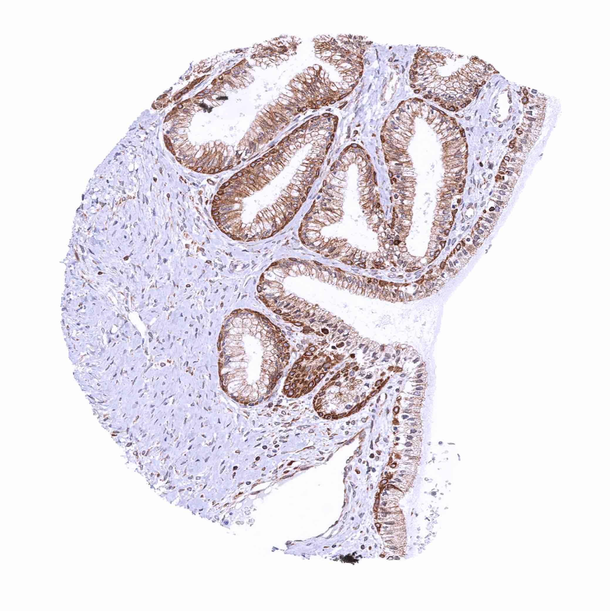 Normal Tissue Gallery STING1 - MS Validated Antibodies