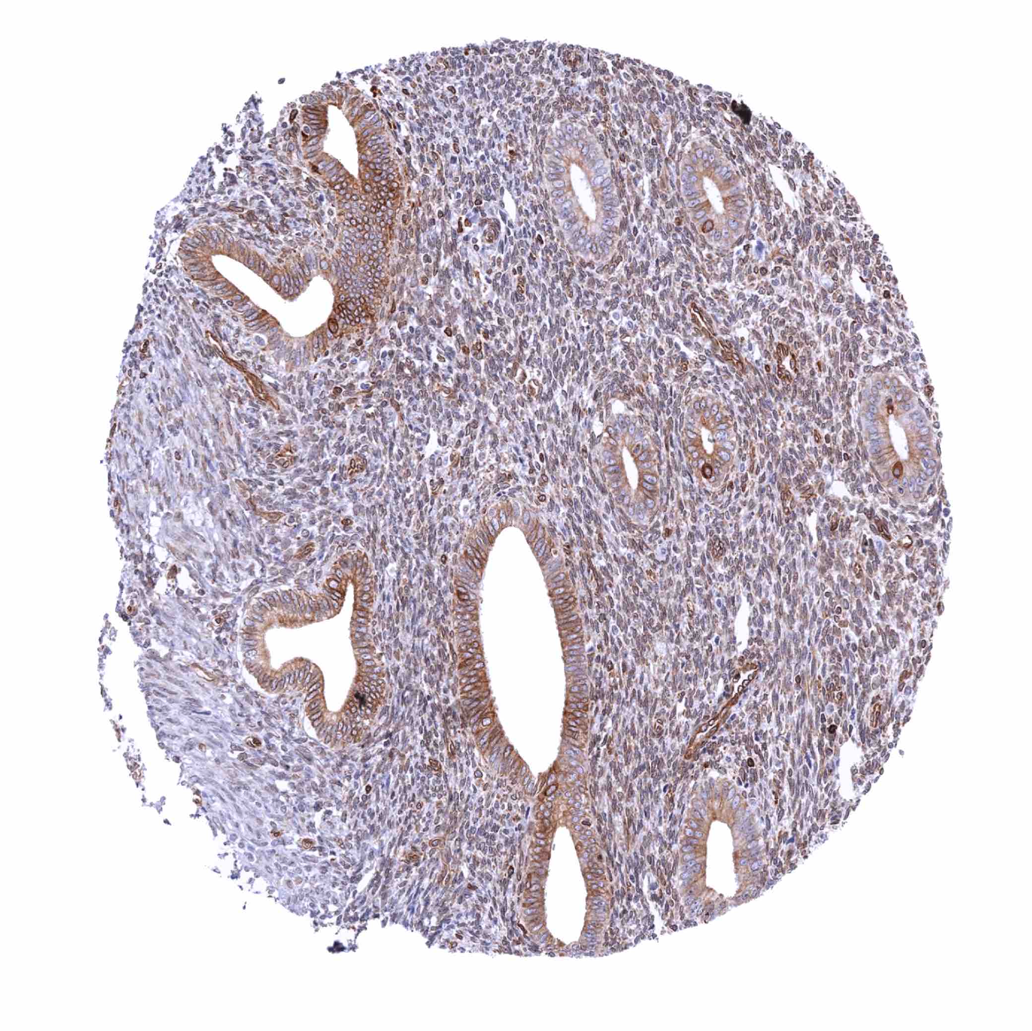 Normal Tissue Gallery STING1 - MS Validated Antibodies