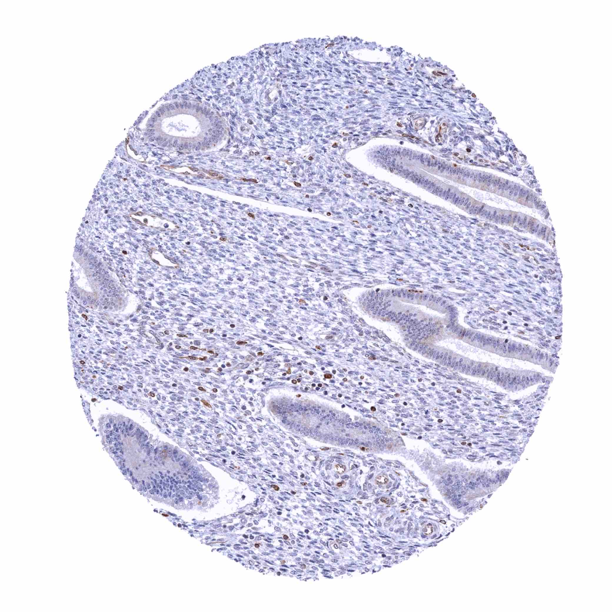 Normal Tissue Gallery STING1 - MS Validated Antibodies