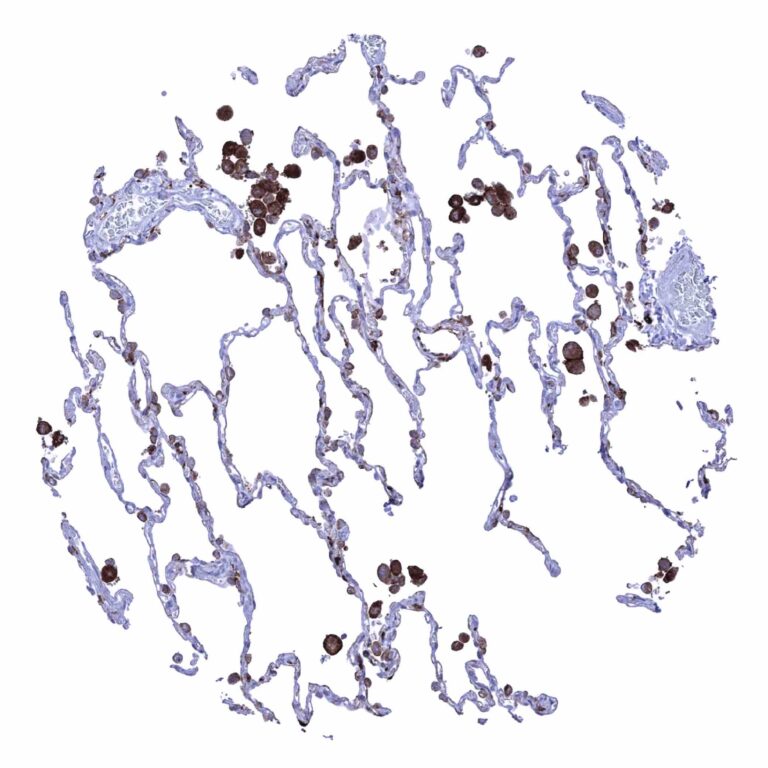 Primary antibodies - MS Validated Antibodies