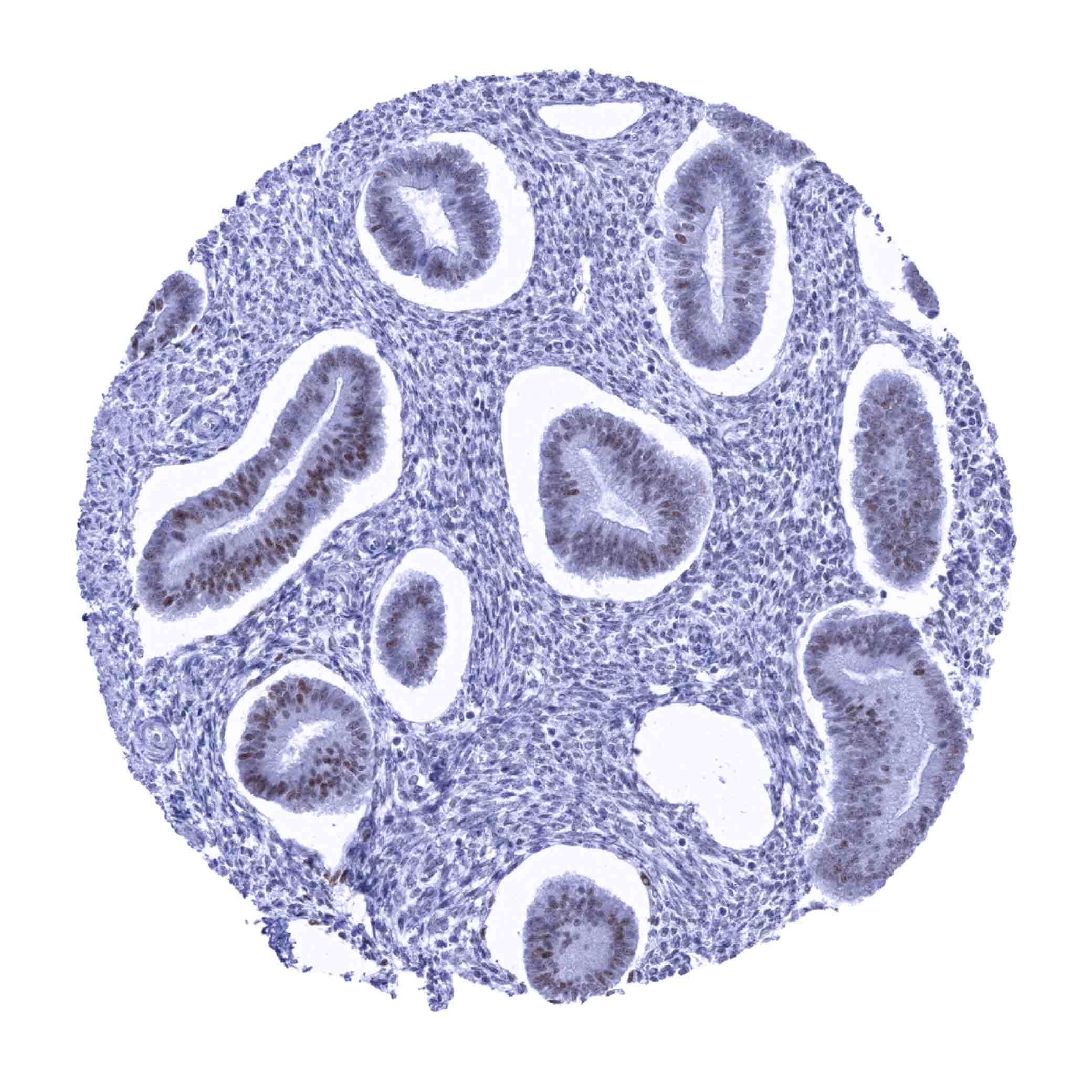 SOX9 (MSVA-709R) - MS Validated Antibodies