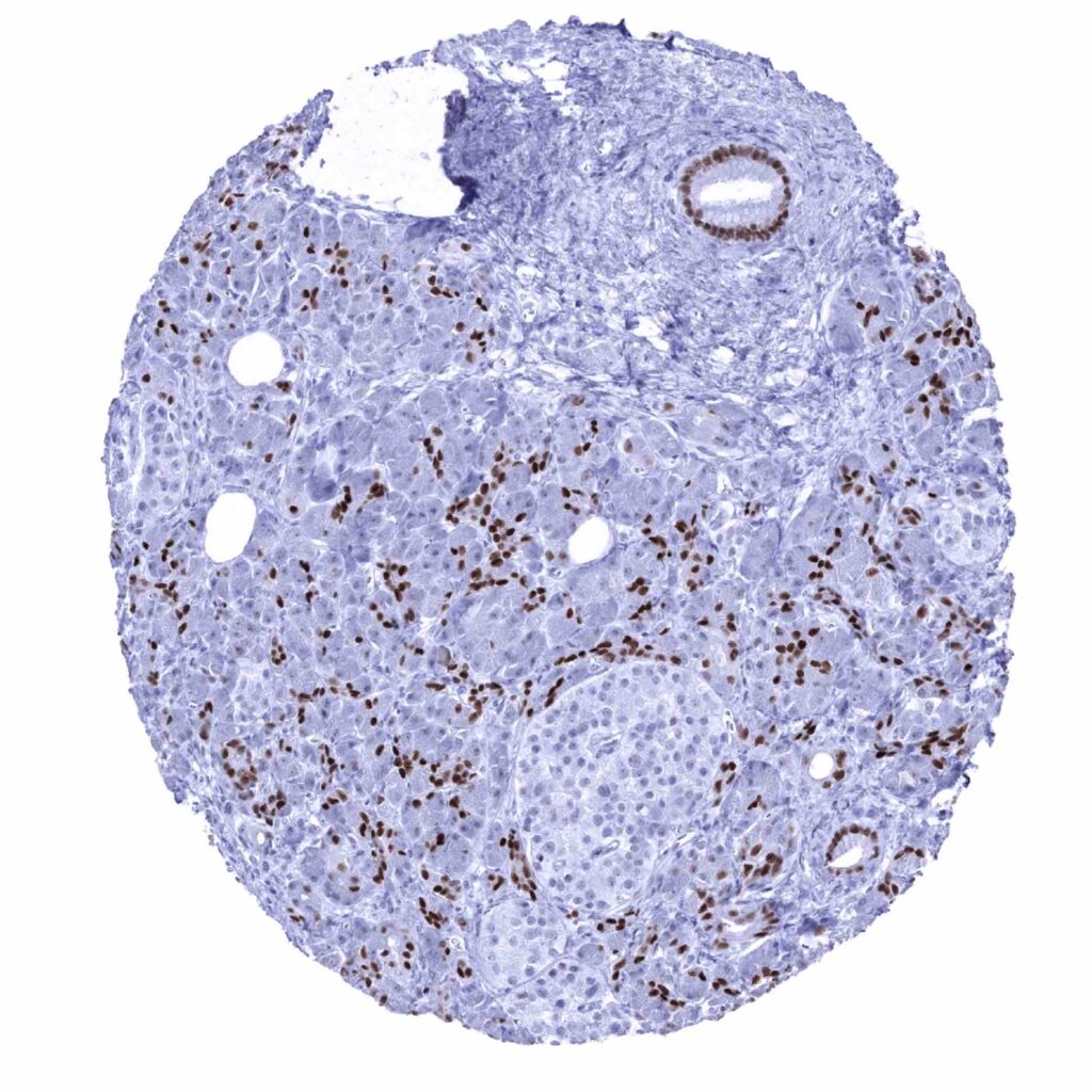SOX9 (MSVA-709R) - MS Validated Antibodies