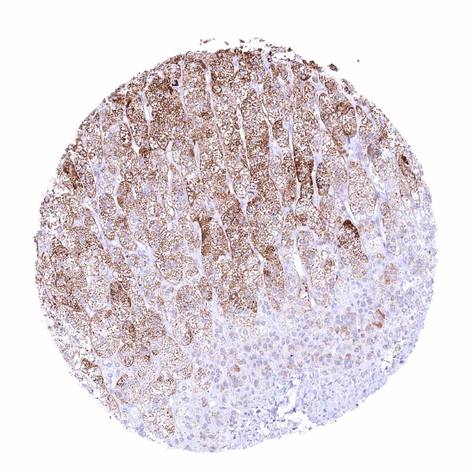 Normal Tissue Gallery STAR - MS Validated Antibodies