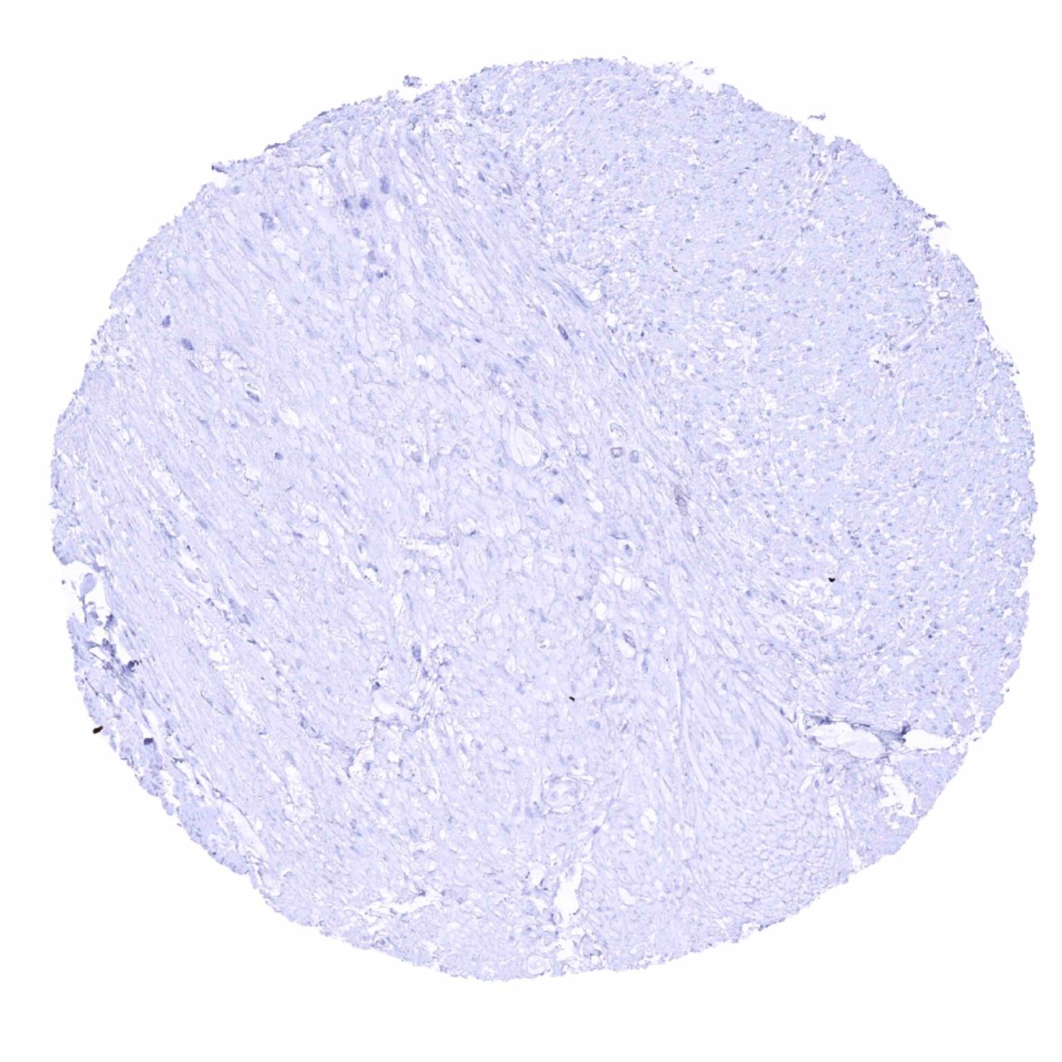 Normal Tissue Gallery STAR - MS Validated Antibodies