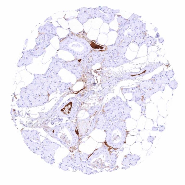 IgD (Immunglobulin D) (MSVA-701R) - MS Validated Antibodies
