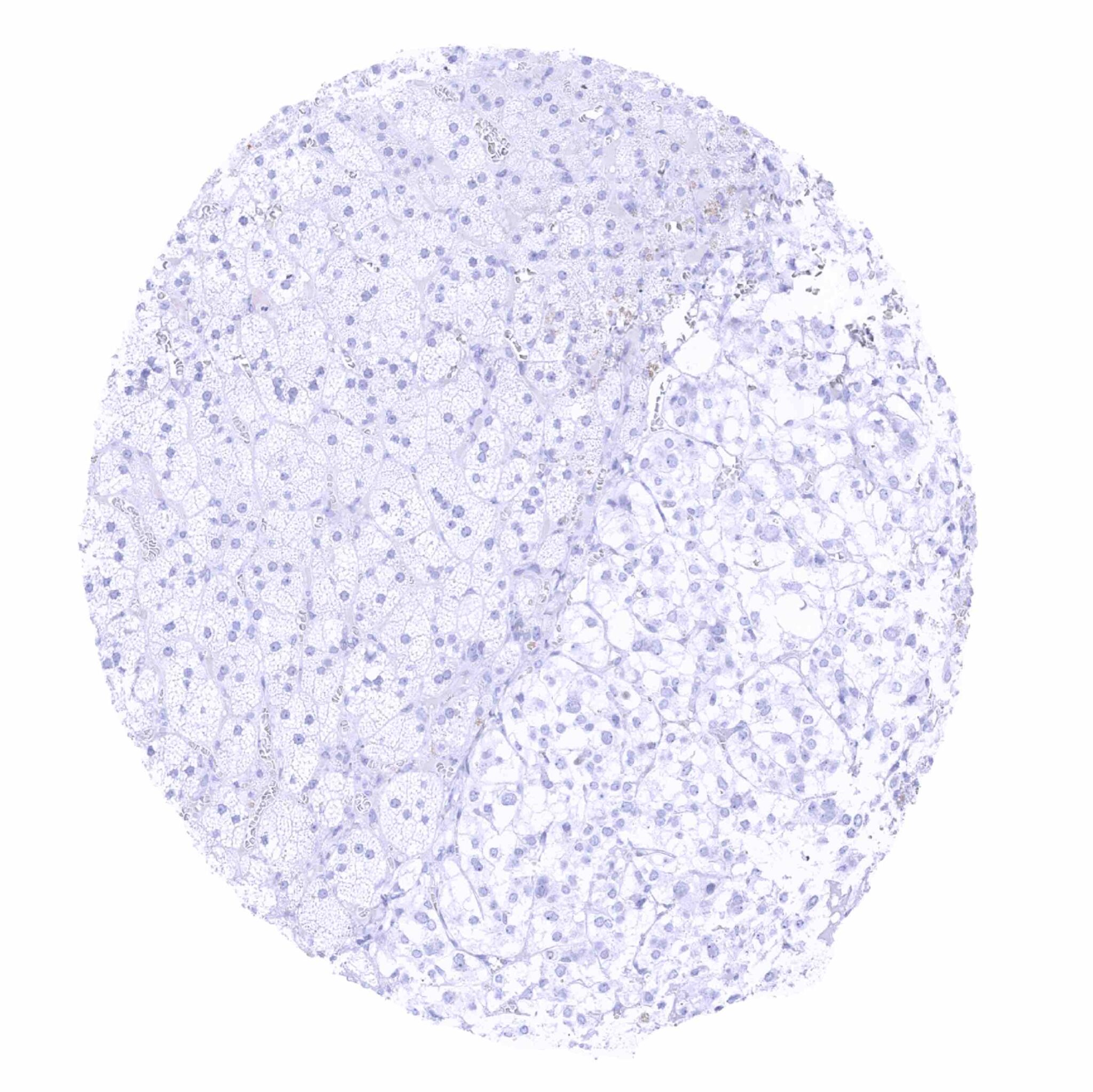 Normal Tissue Gallery PAX6 - MS Validated Antibodies