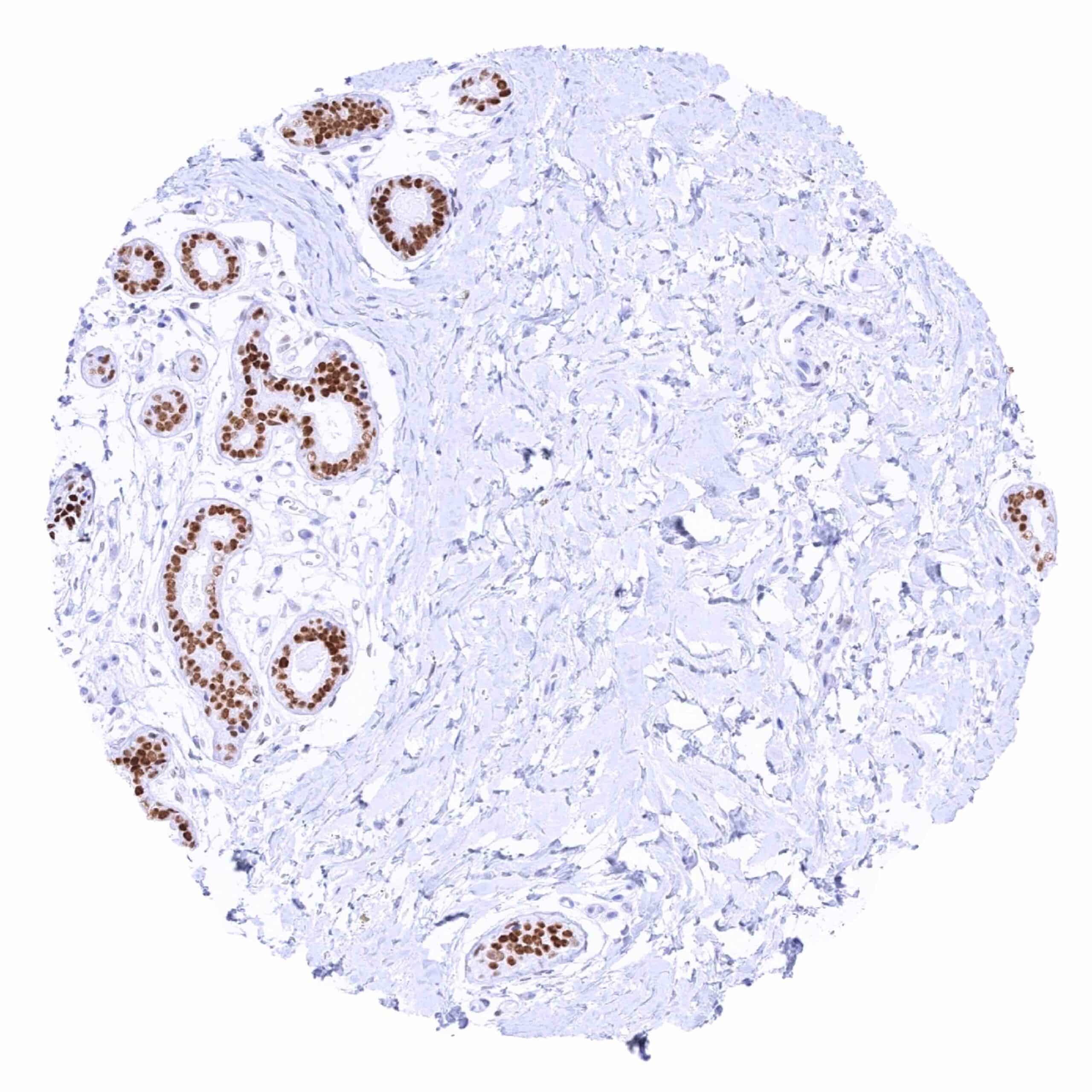 Normal Tissue Gallery TRPS1 - MS Validated Antibodies