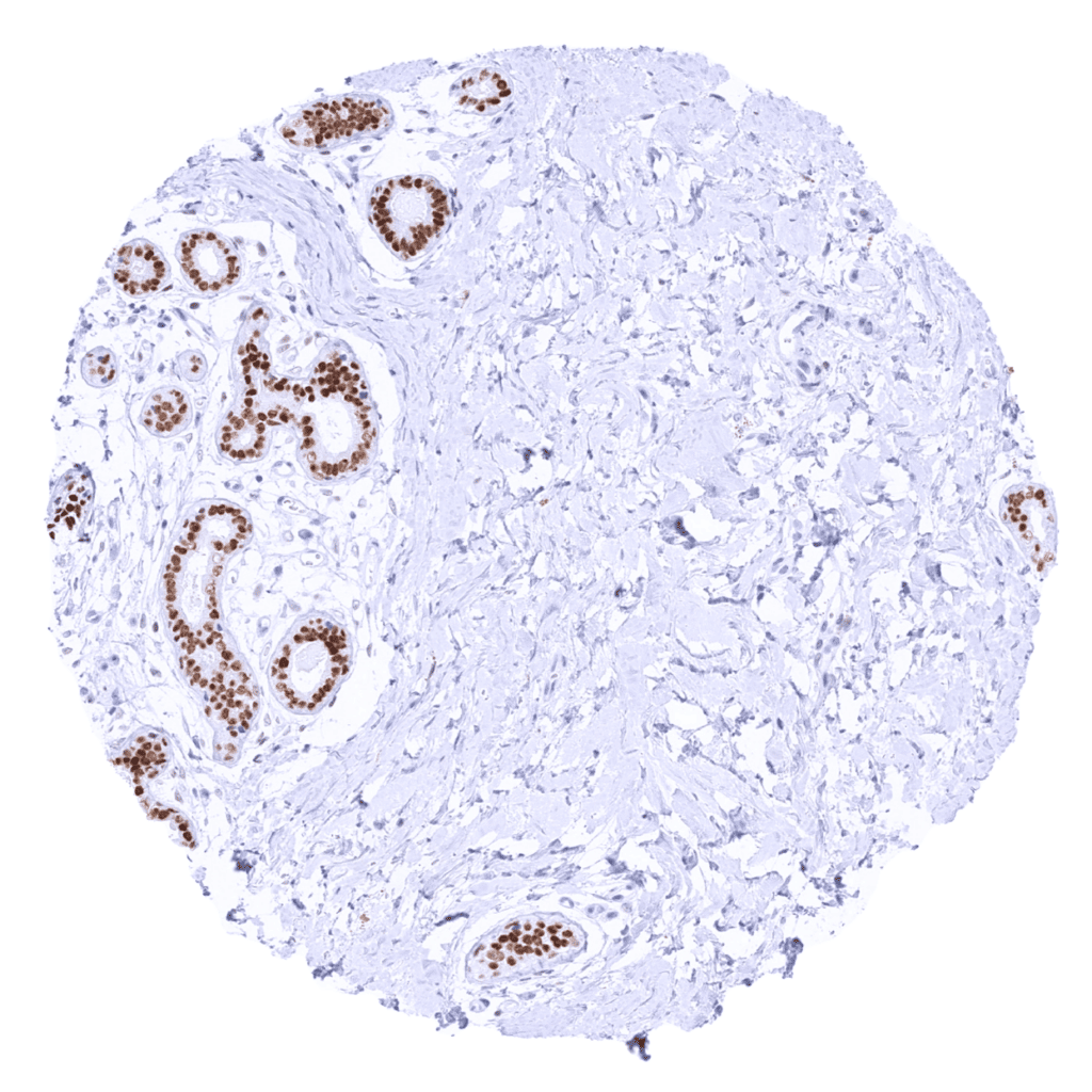 TRPS1 (MSVA-512R) - MS Validated Antibodies