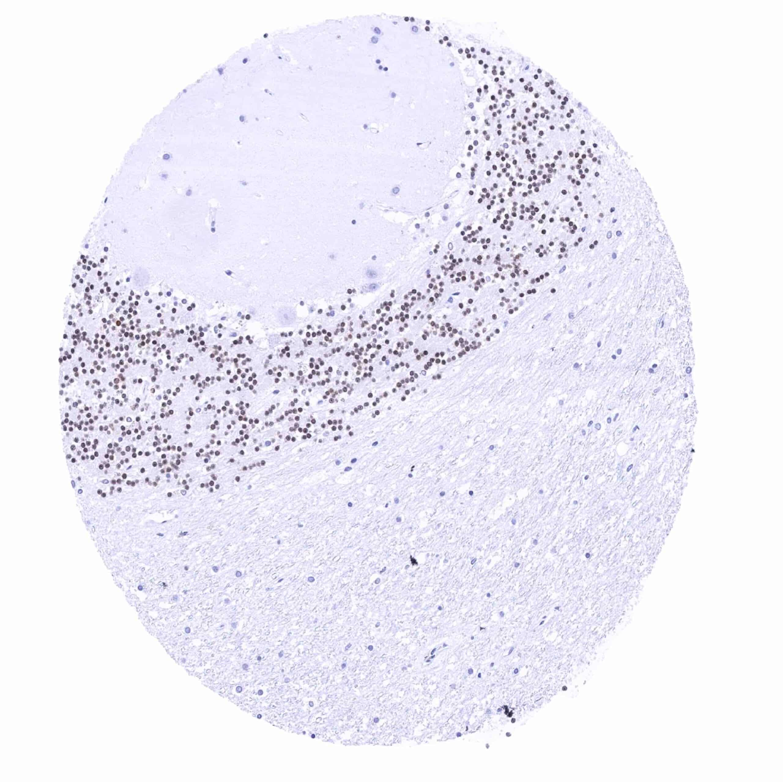 PAX6 (MSVA-706M) - MS Validated Antibodies