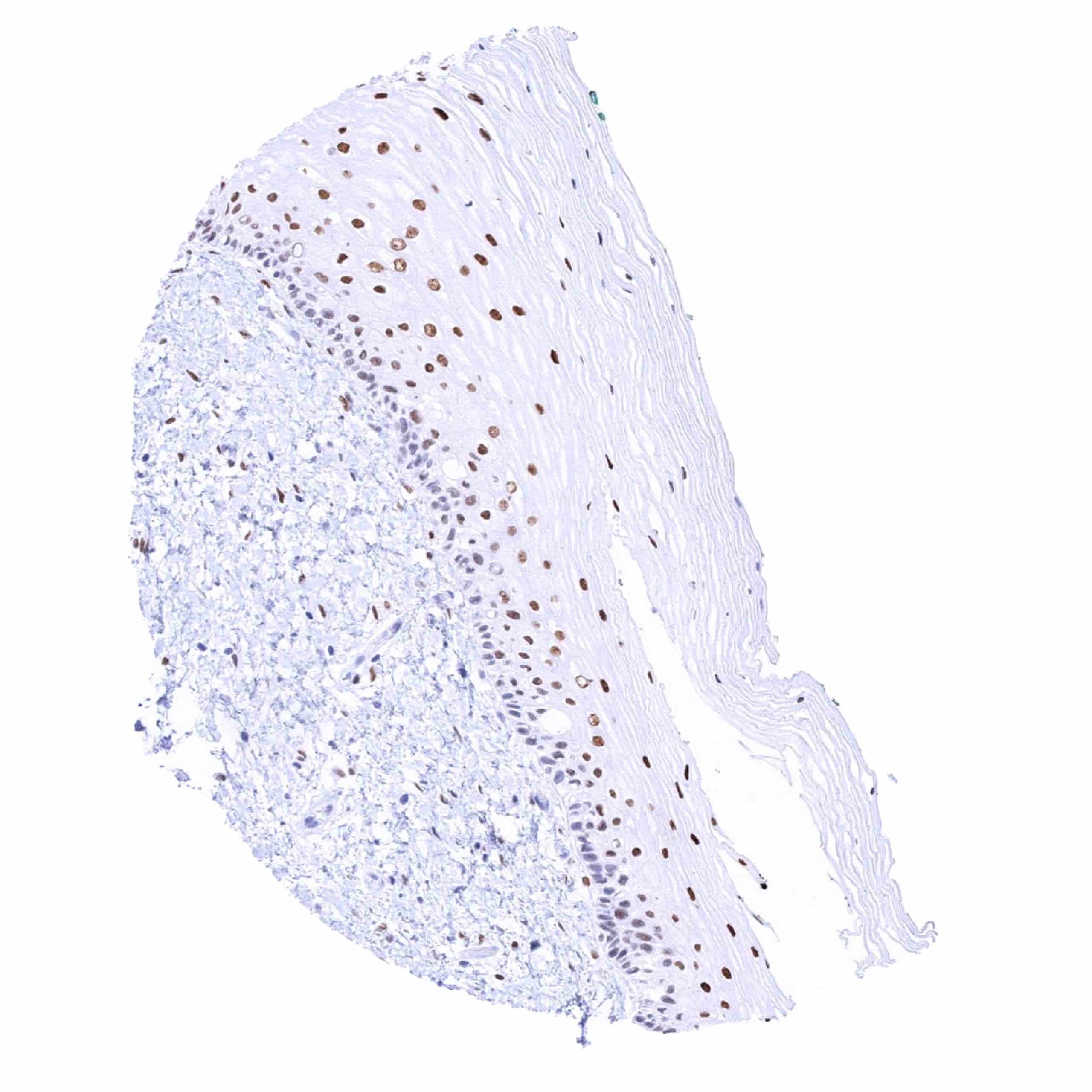 Normal Tissue Gallery TRPS1 - MS Validated Antibodies