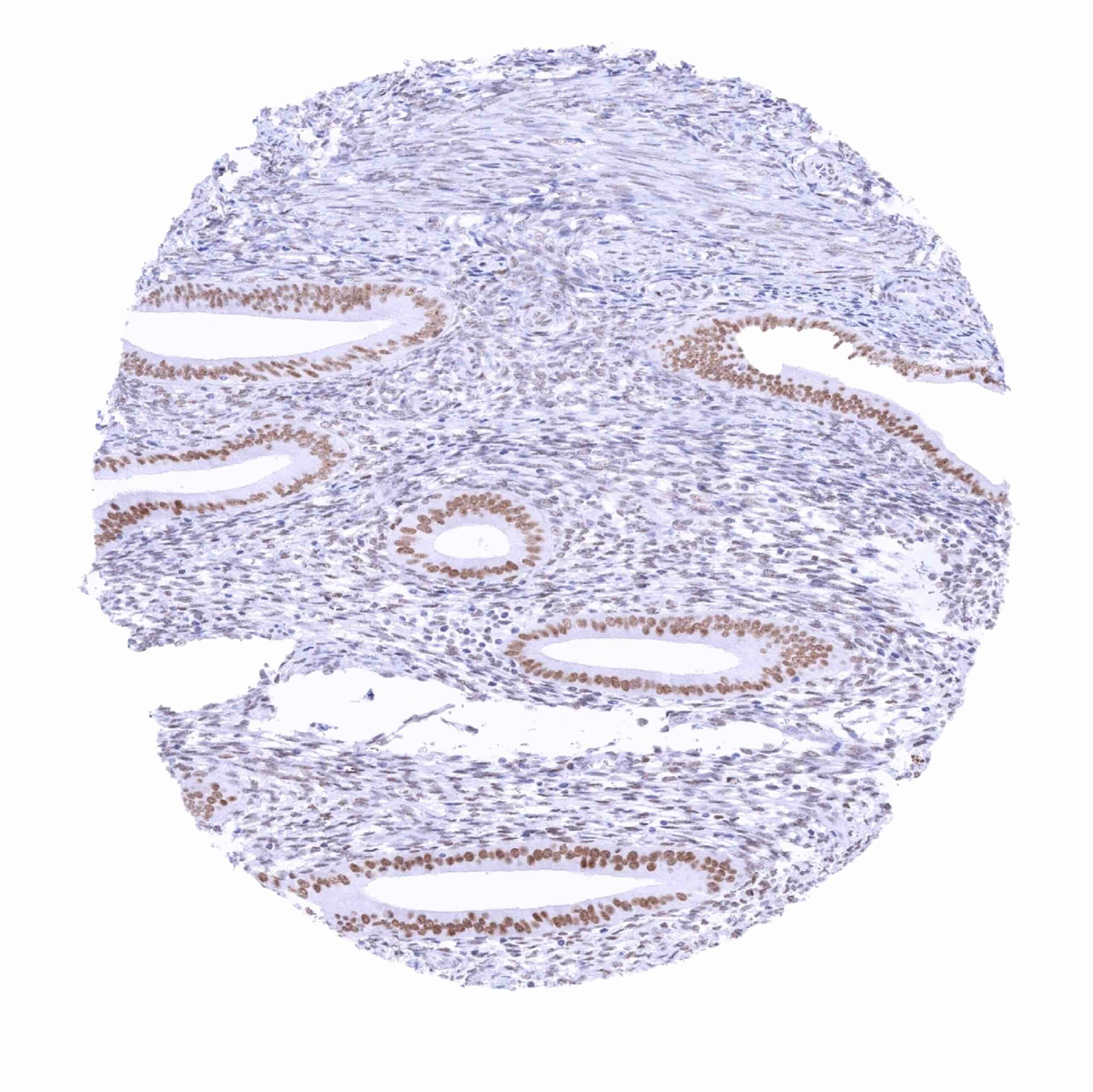 Normal Tissue Gallery TRPS1 - MS Validated Antibodies