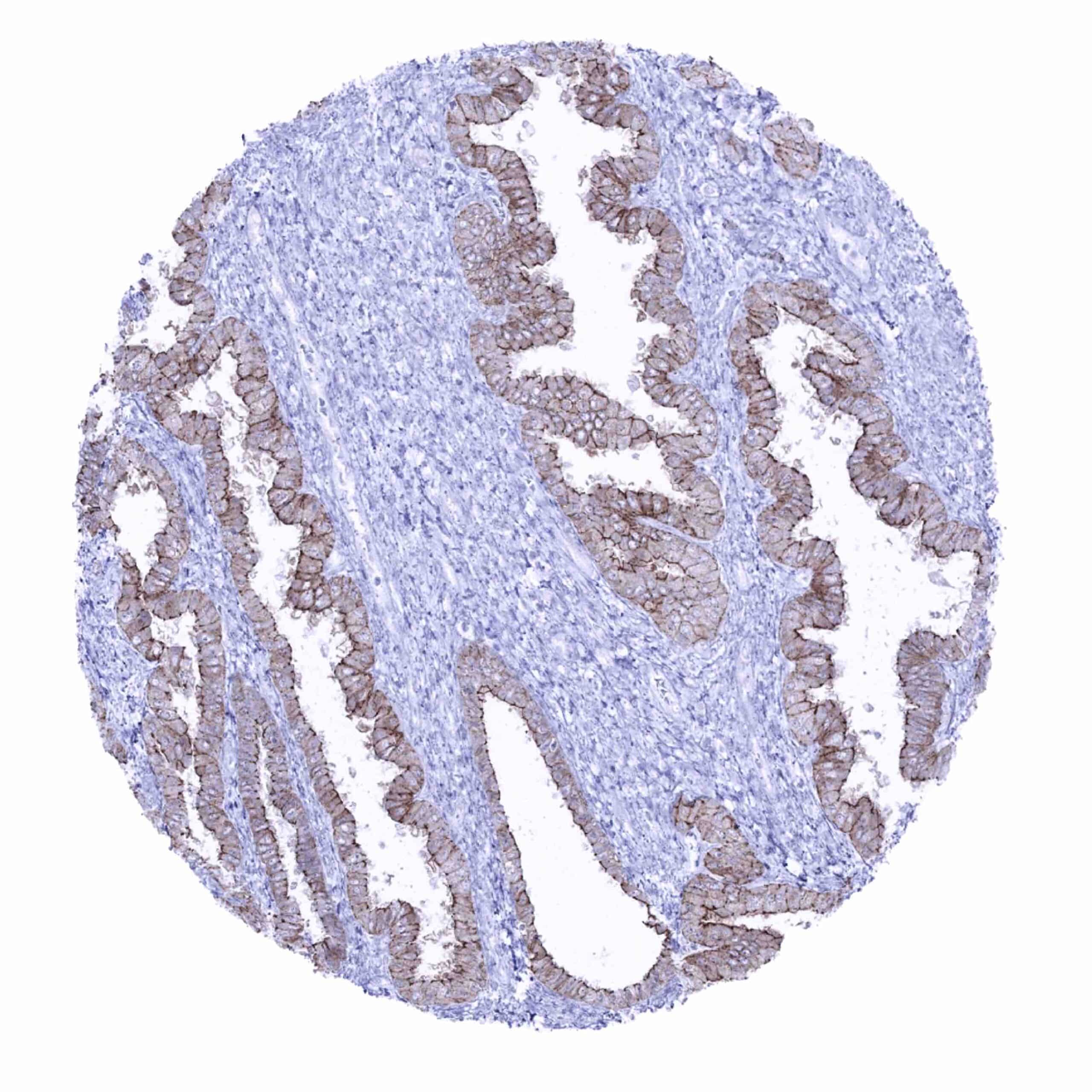 Occludin (MSVA-415M) - MS Validated Antibodies