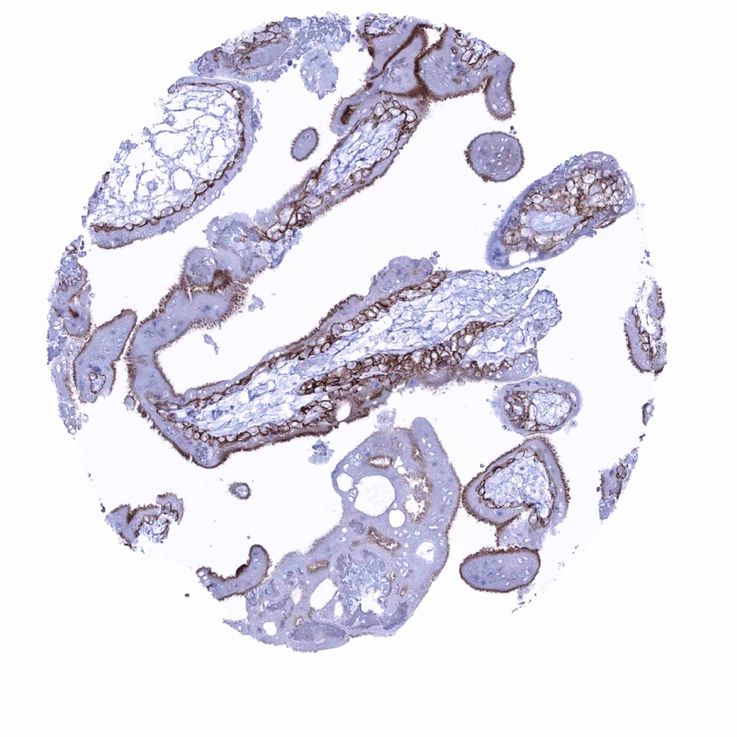 Normal Tissue Gallery Occludin - MS Validated Antibodies