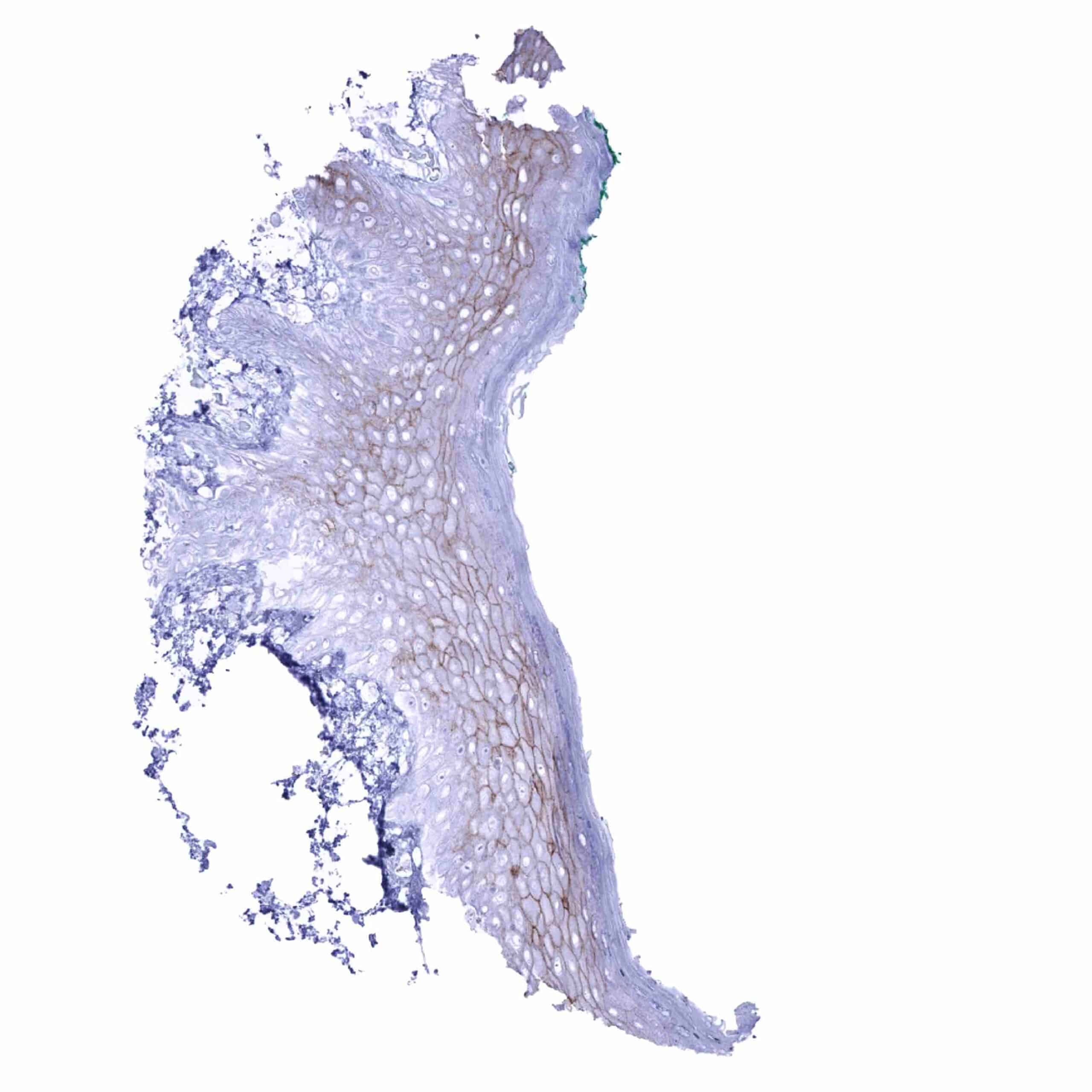Normal Tissue Gallery Occludin - MS Validated Antibodies
