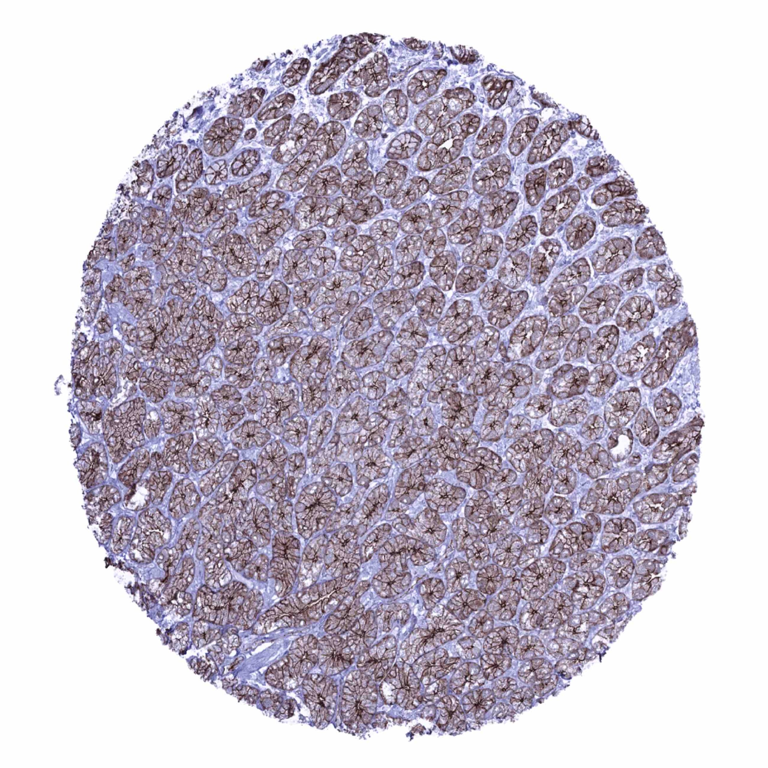 Normal Tissue Gallery Occludin - MS Validated Antibodies