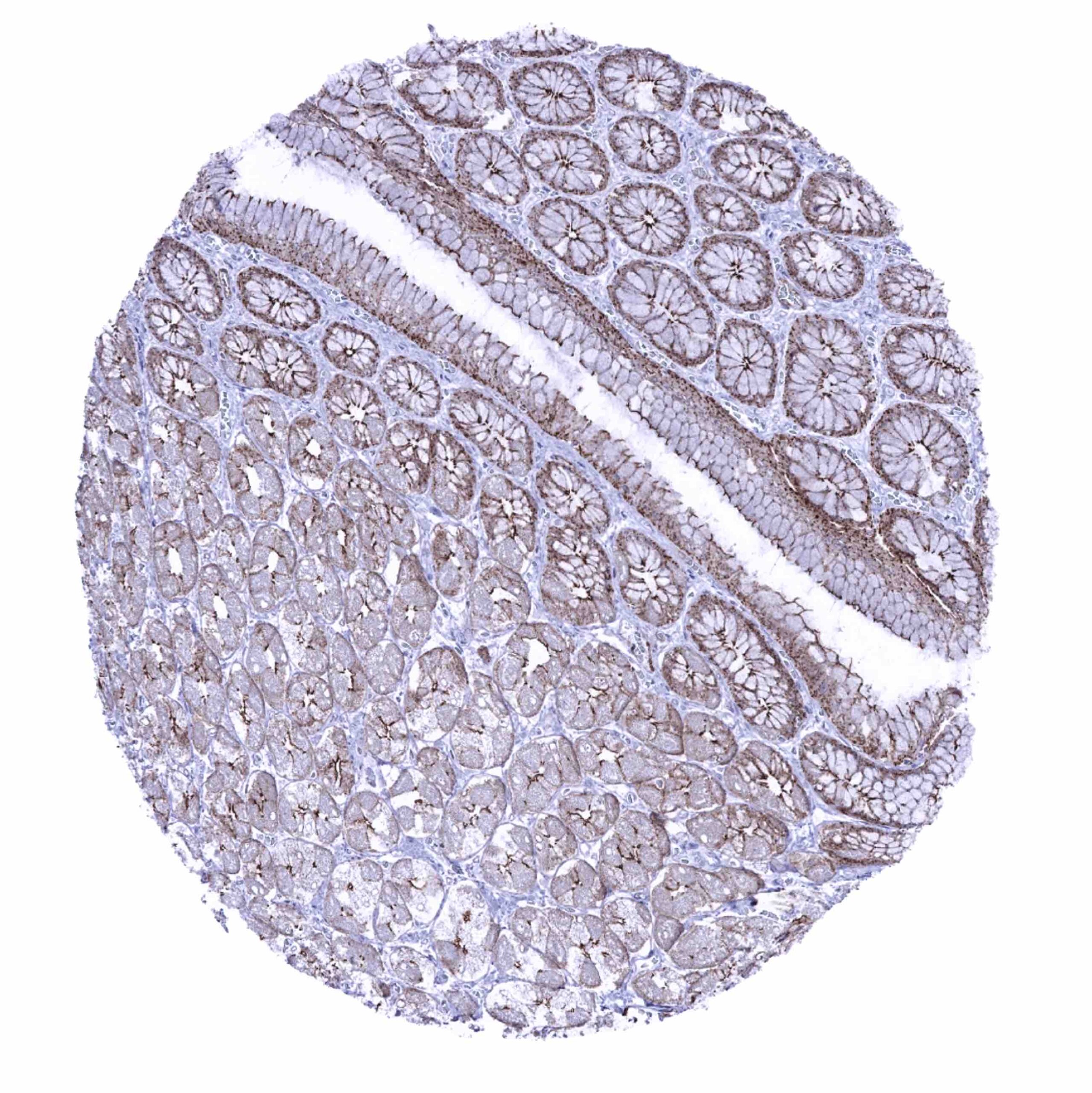 Normal Tissue Gallery Occludin - MS Validated Antibodies