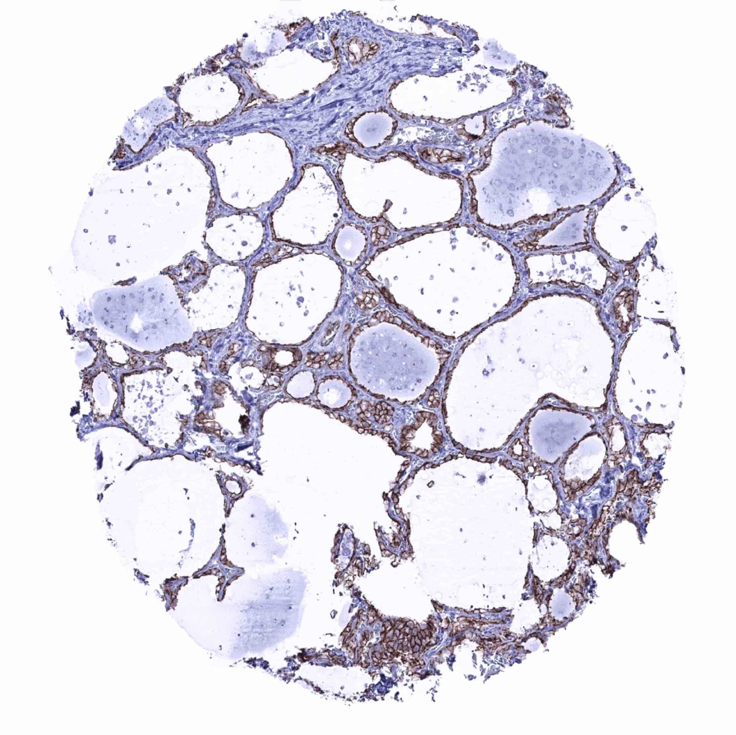 Normal Tissue Gallery Occludin - MS Validated Antibodies