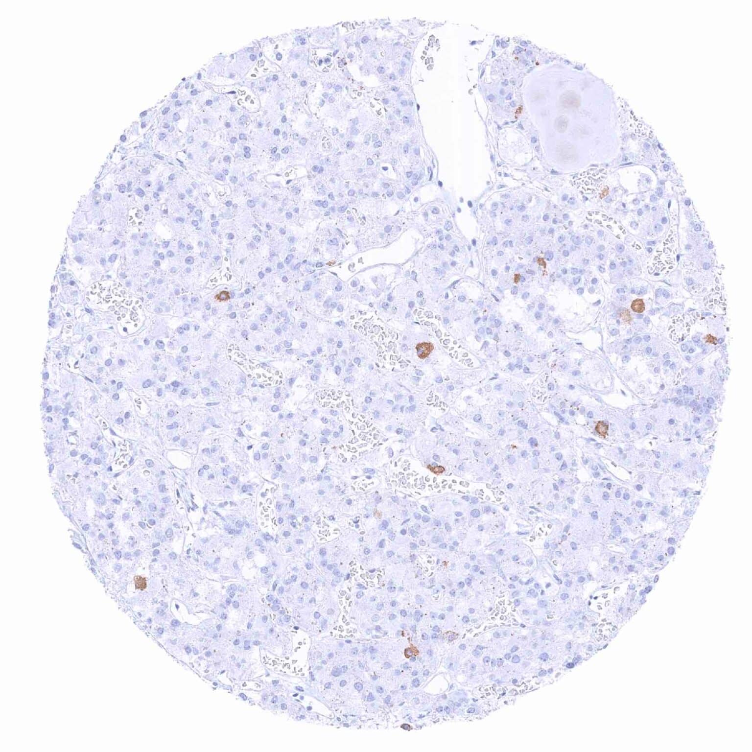PAX8 (MSVA-708R) - MS Validated Antibodies