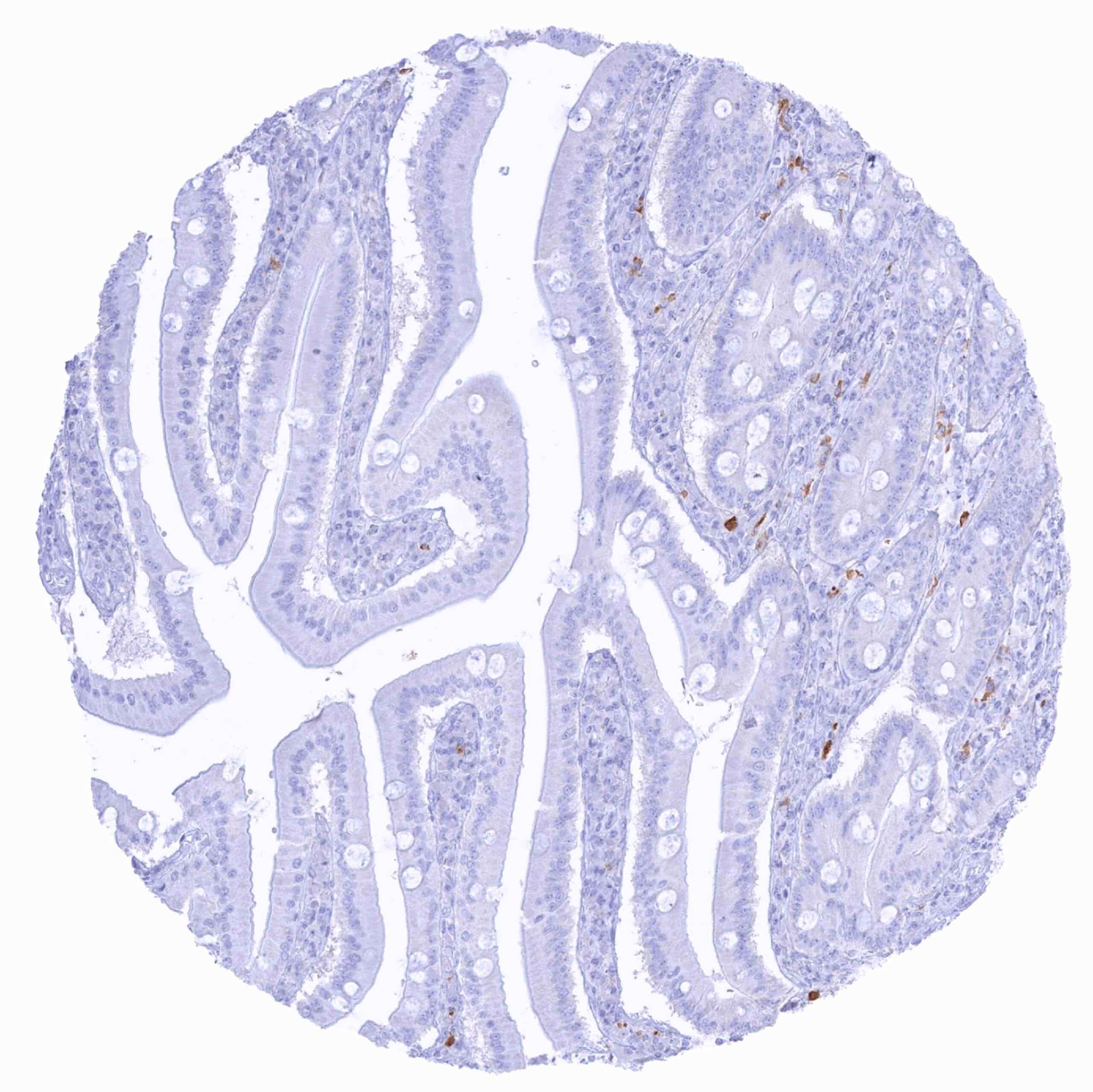 PAX8 (MSVA-708R) - MS Validated Antibodies