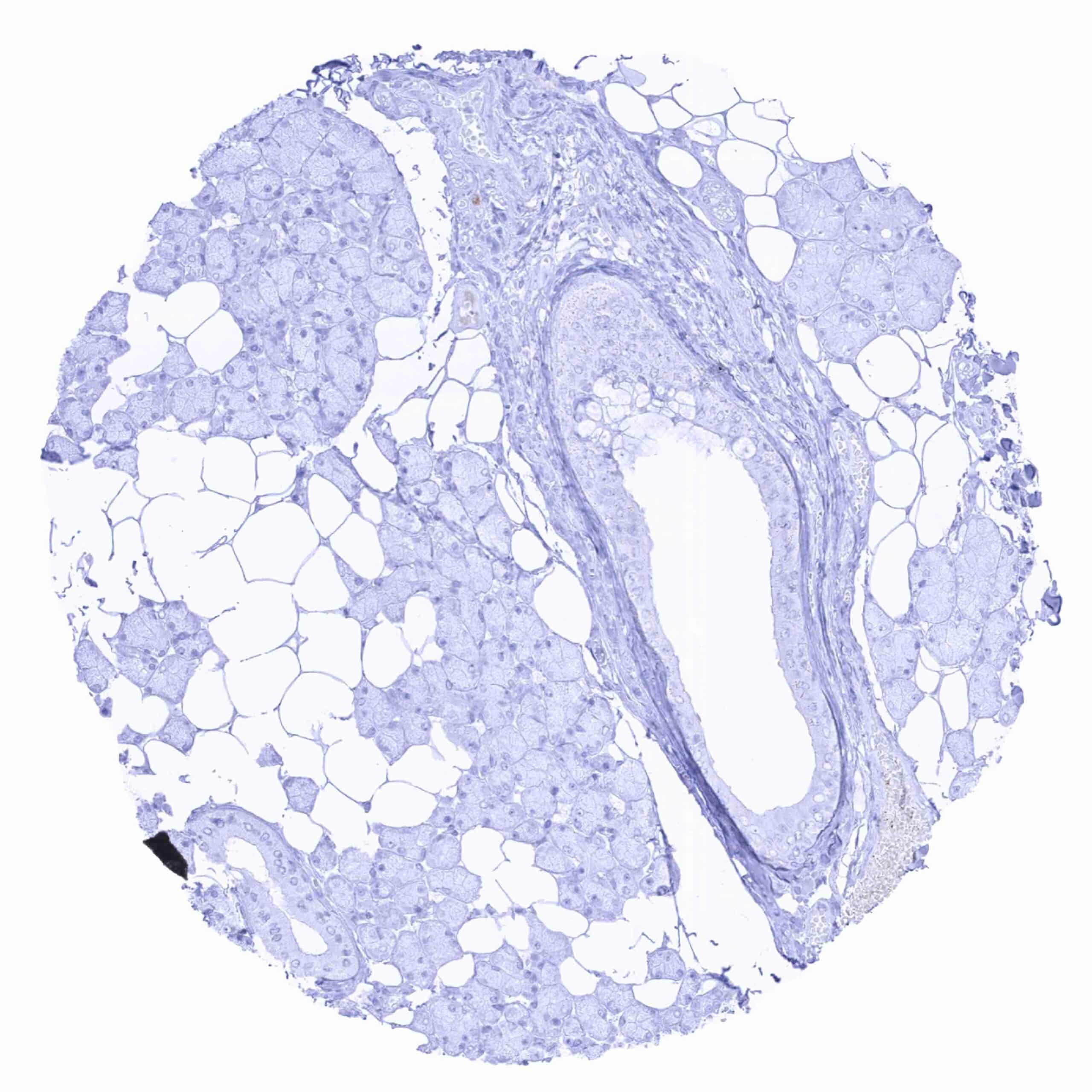PAX8 (MSVA-708R) - MS Validated Antibodies