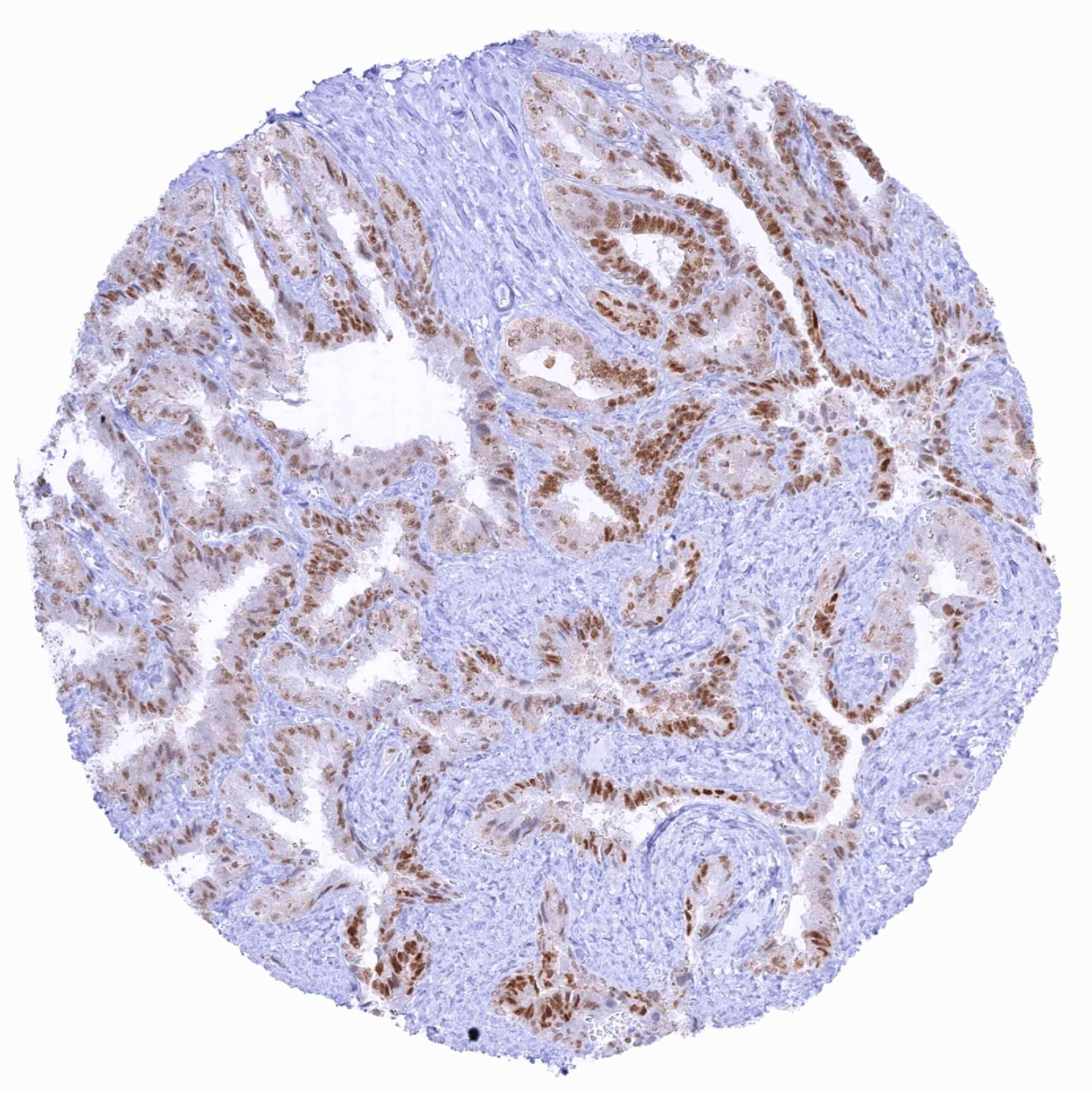 PAX8 (MSVA-708R) - MS Validated Antibodies