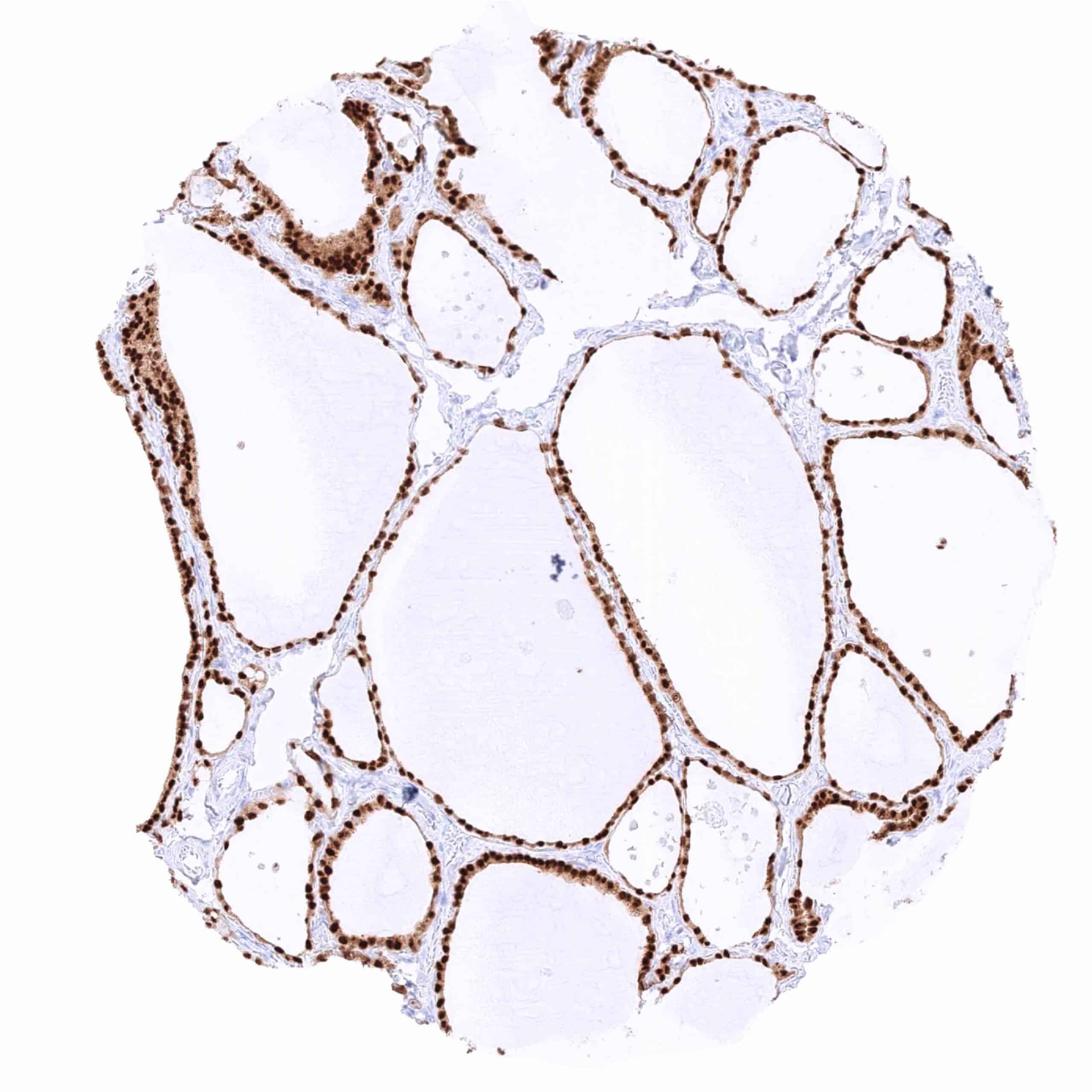 PAX8 (MSVA-708R) - MS Validated Antibodies
