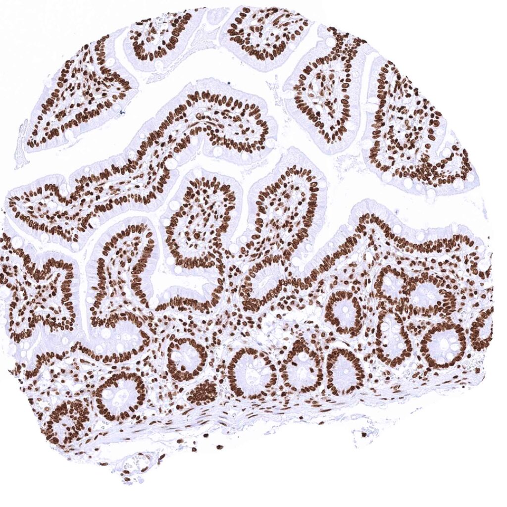 Histone H3 / H3-3A (MSVA-903M) - MS Validated Antibodies