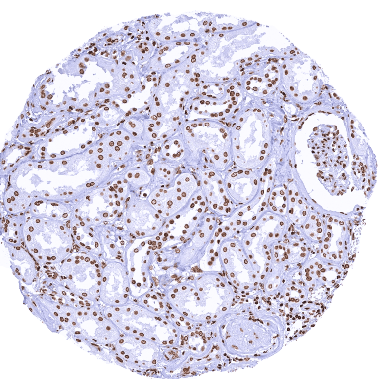 Histone H3 / H3-3A (MSVA-903M) - MS Validated Antibodies