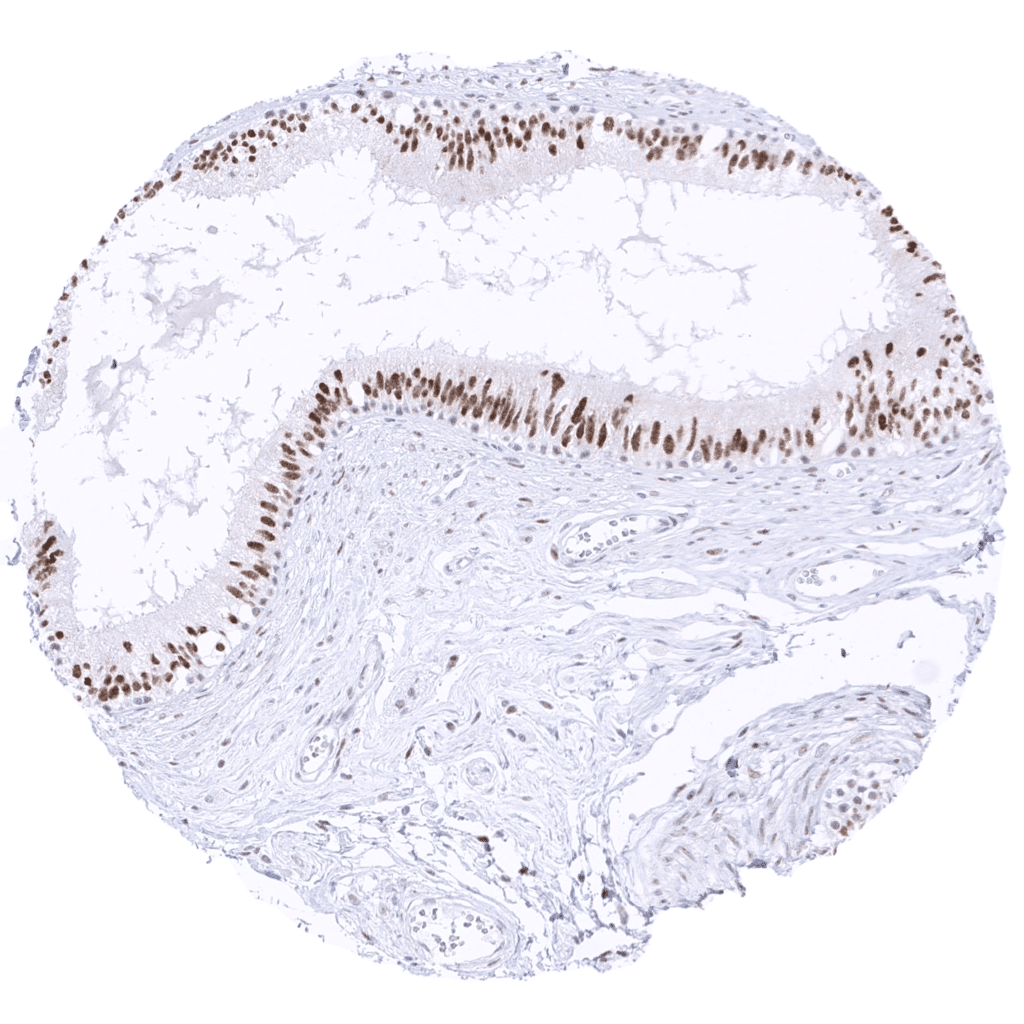 Transcription factor E3 / TFE3 (MSVA-403R) - MS Validated Antibodies