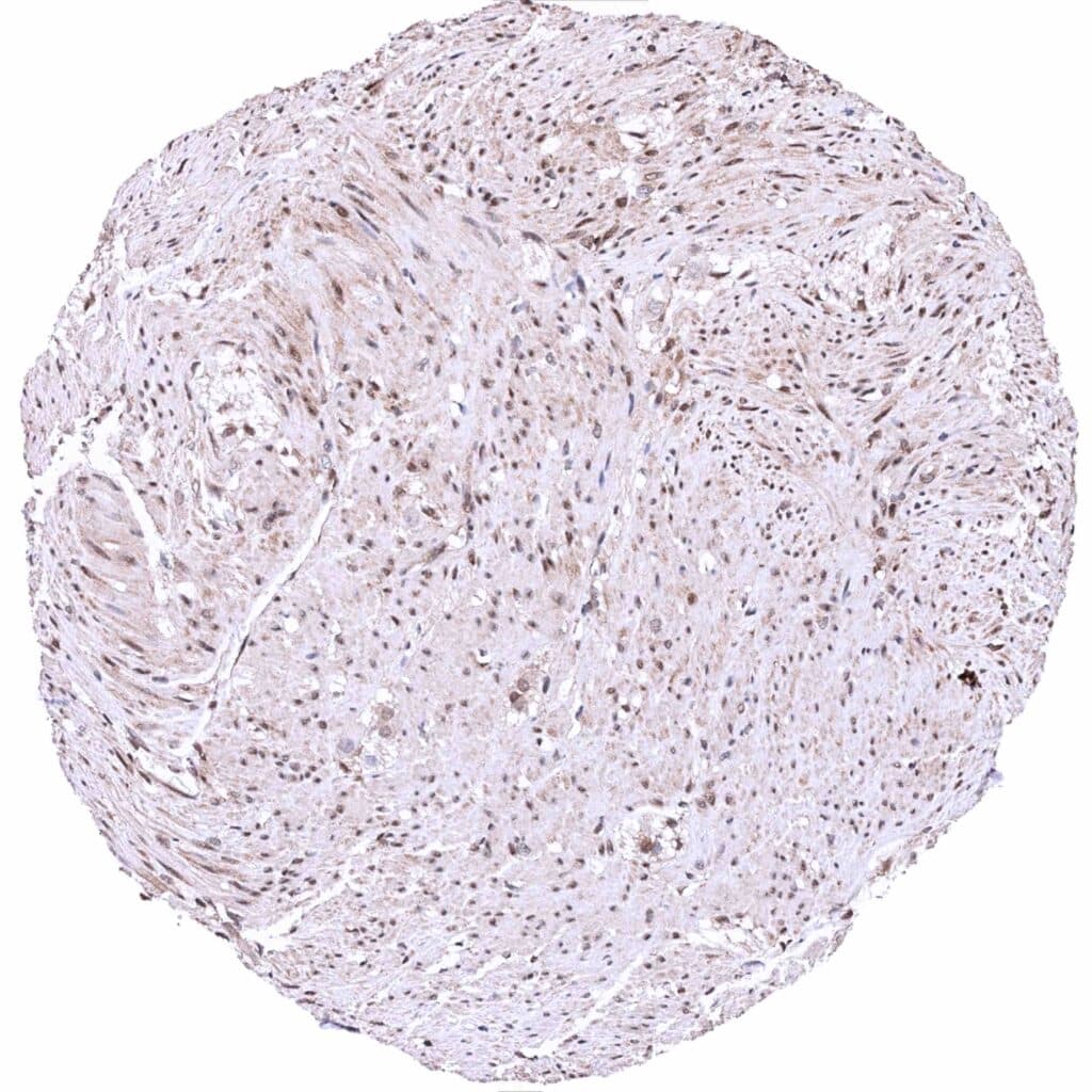 MTAP (MSVA-741R) - MS Validated Antibodies