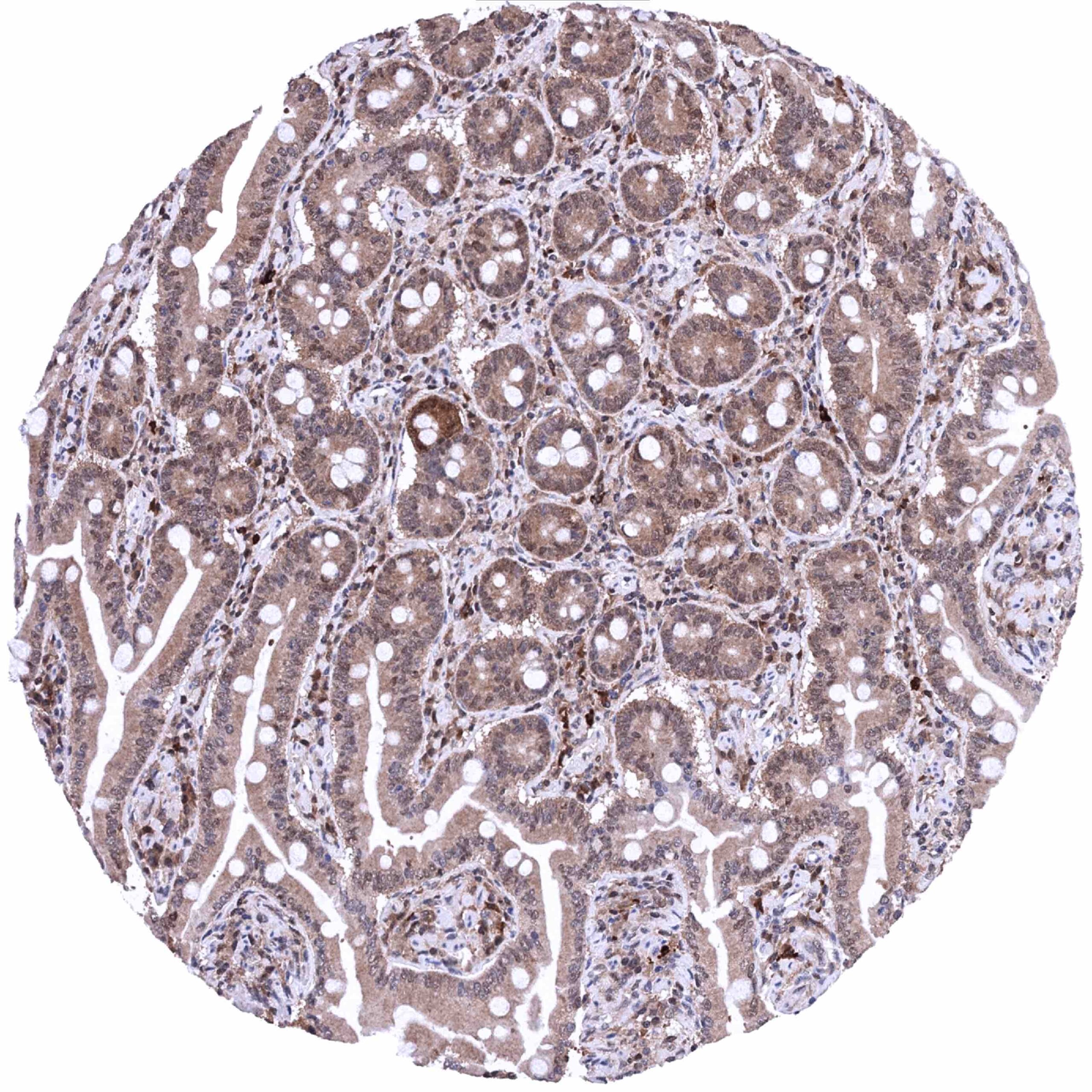 MTAP (MSVA-741R) - MS Validated Antibodies