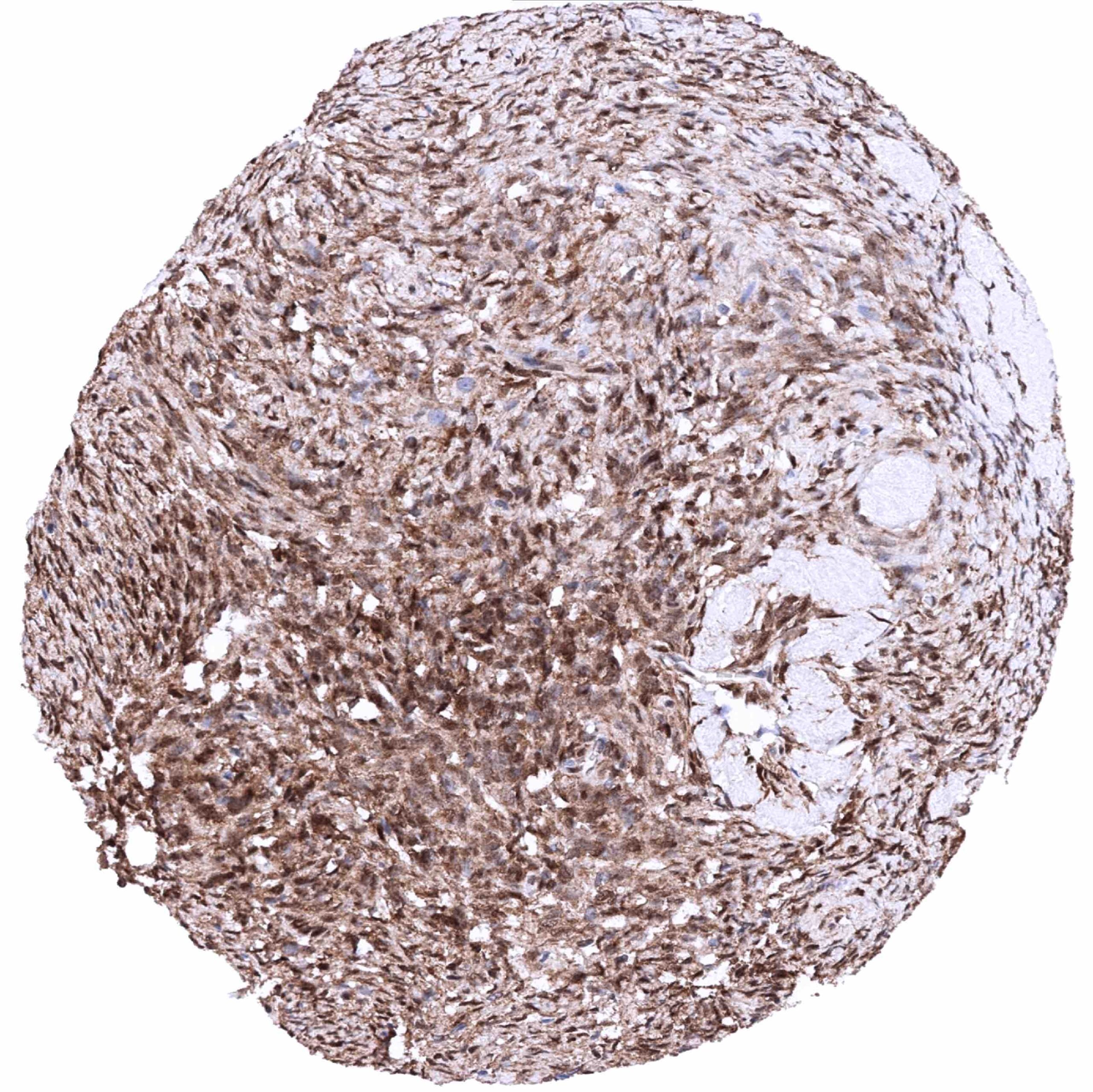 MTAP (MSVA-741R) - MS Validated Antibodies